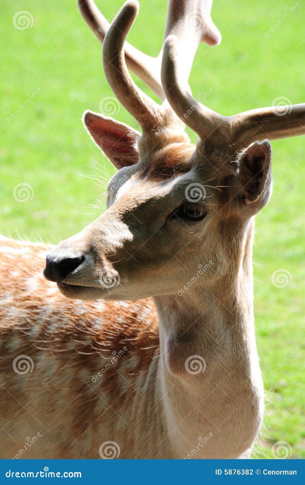 Fallow deer stock photo. Image of wild, fallow, deer, field - 5876382