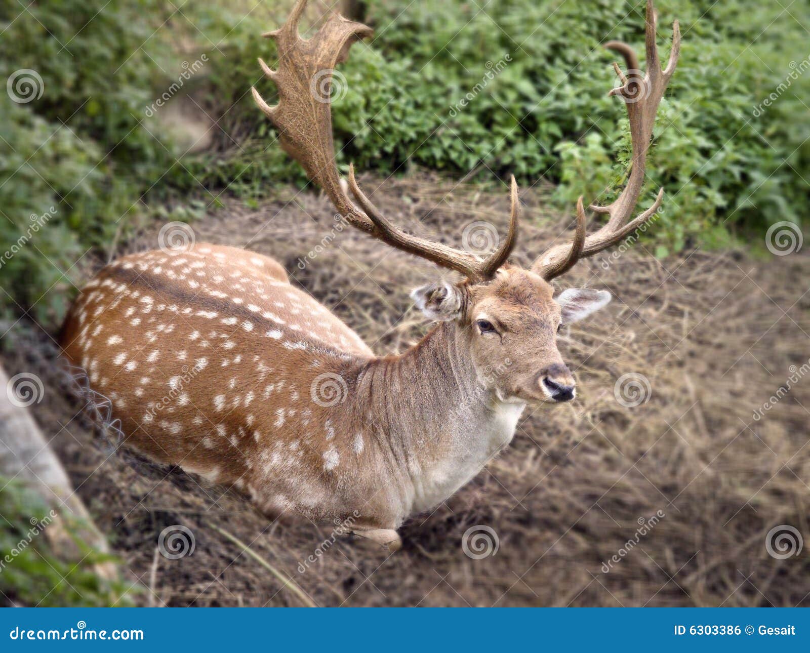 Fallow Deer Picture. Image: 6303386