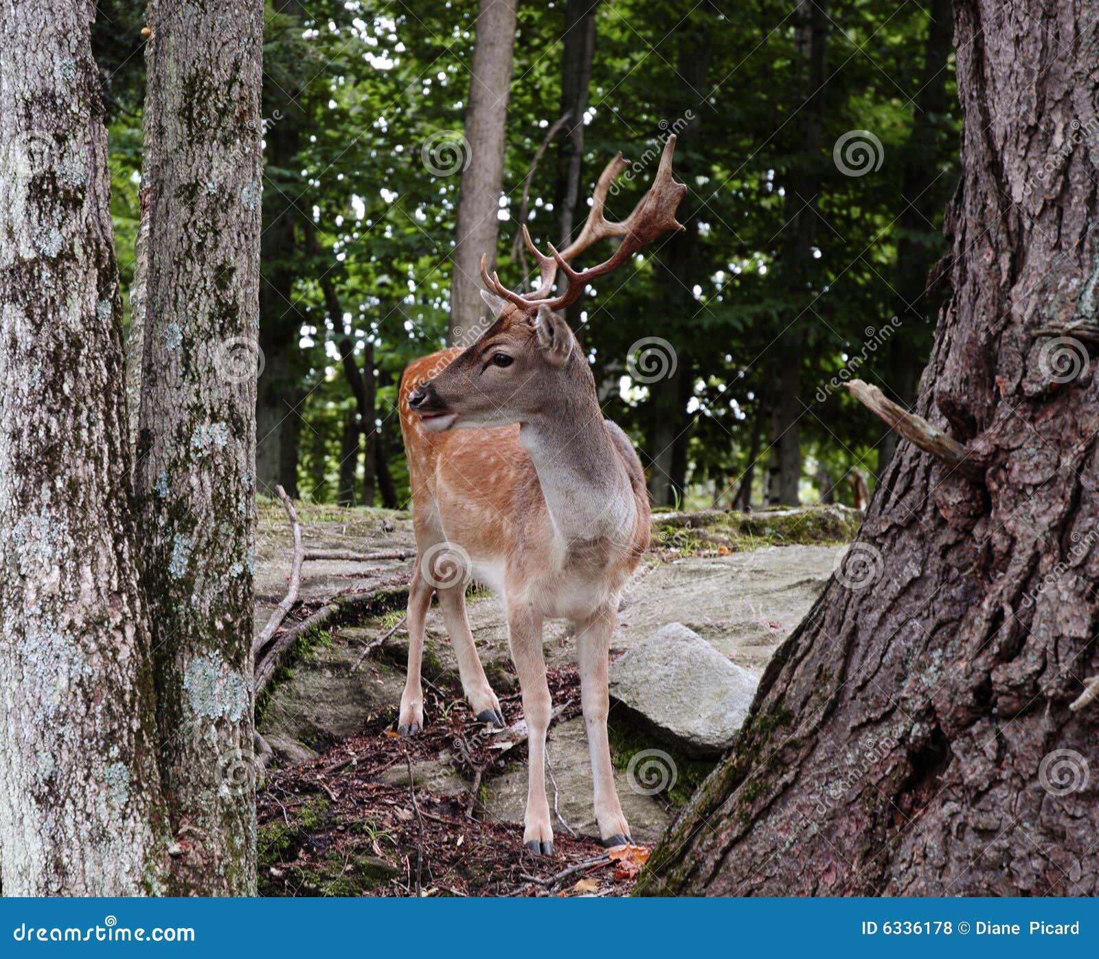Fallow Deer stock photo. Image of ears, coat, mammal, green - 6336178