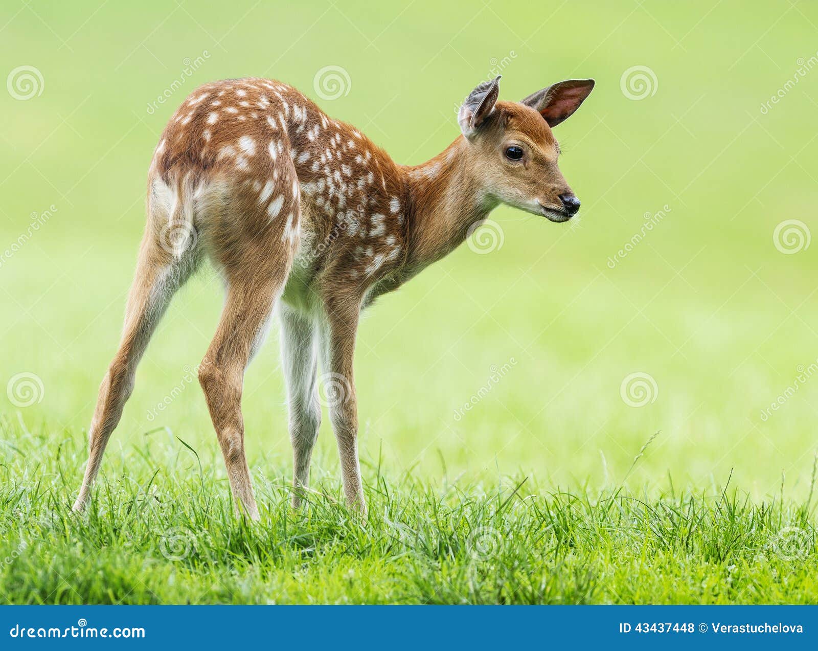 Fallow deer stock photo. Image of nature, close, countryside - 43437448