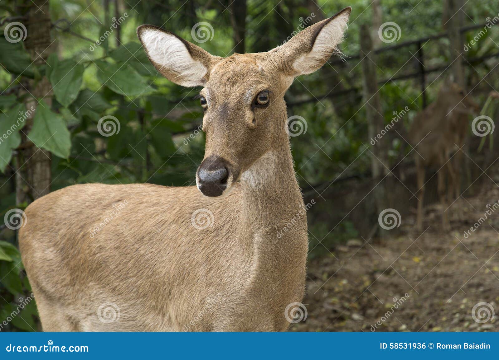 Fallow deer stock photo. Image of park, animal, deer - 58531936