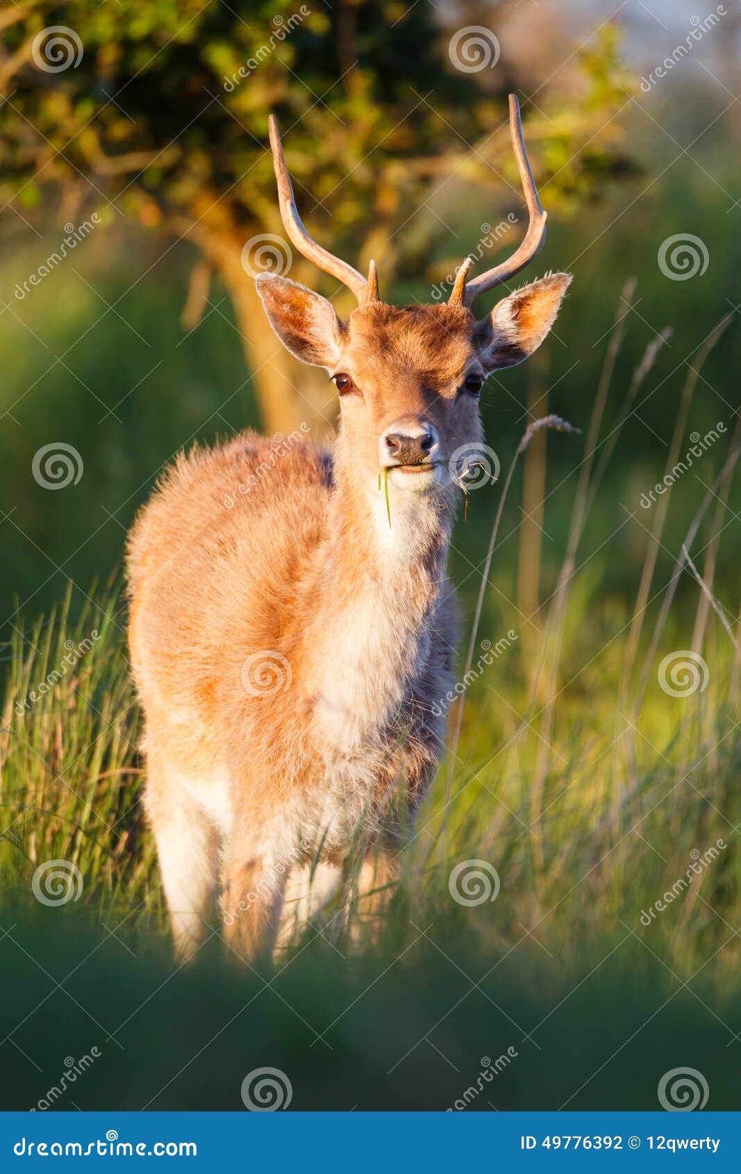 Fallow deer stock photo. Image of light, park, rutting - 49776392