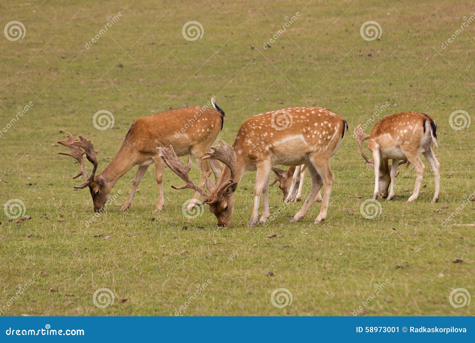 Fallow deer stock image. Image of fallow, mammal, antlers - 58973001