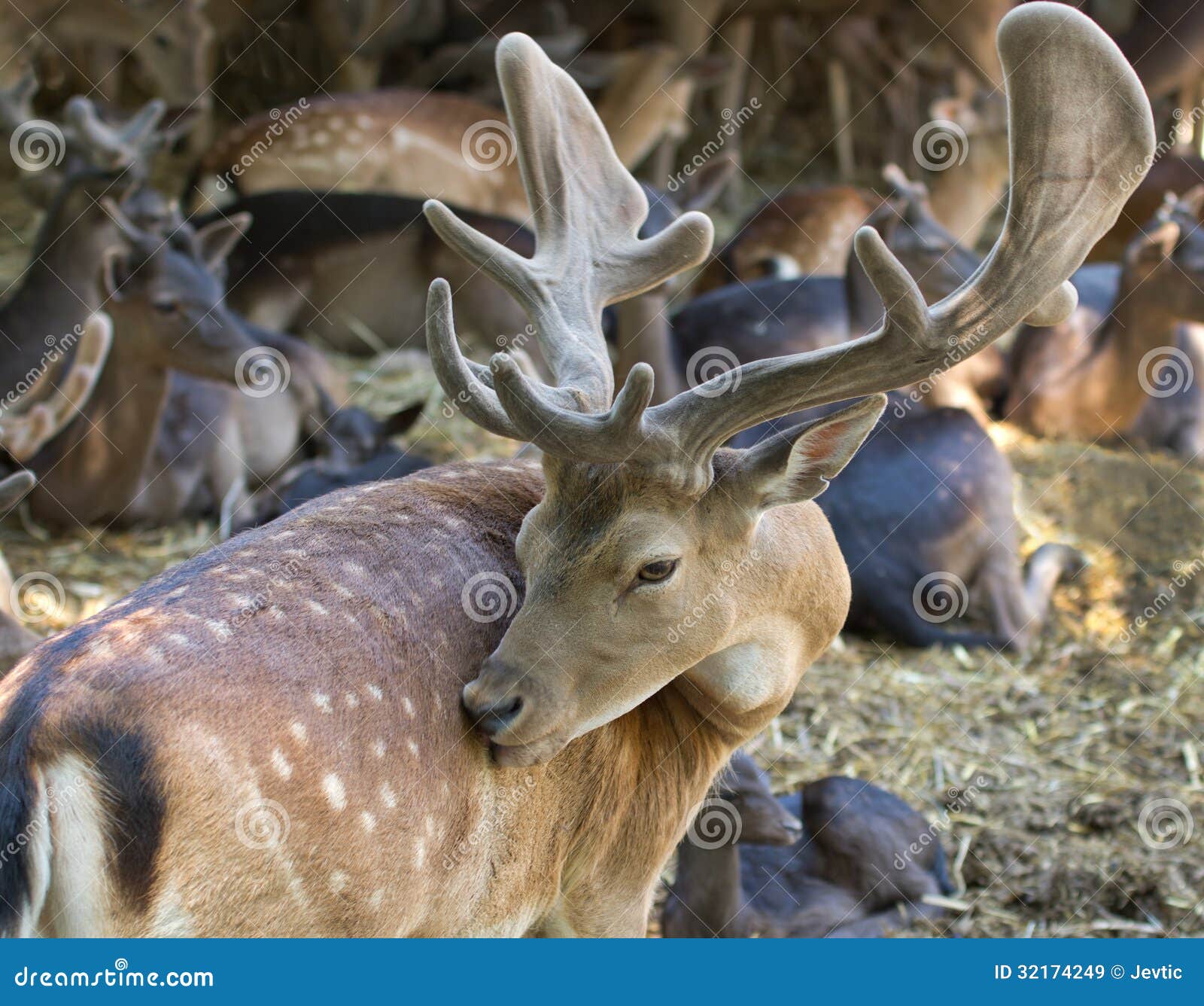 Fallow deer stock image. Image of natural, buck, antlers - 32174249