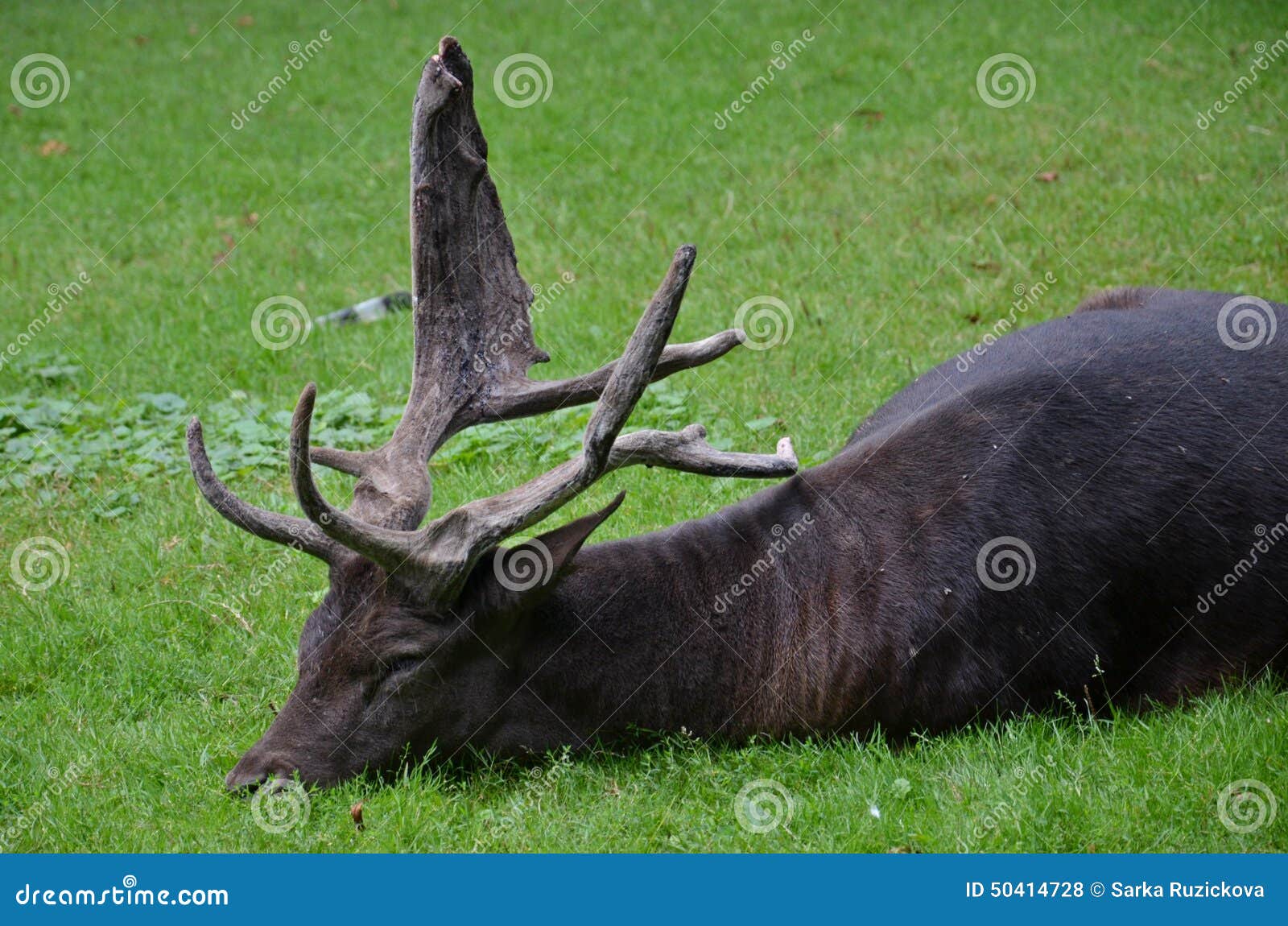 Fallow deer stock photo. Image of resting, antlers, wildlife - 50414728