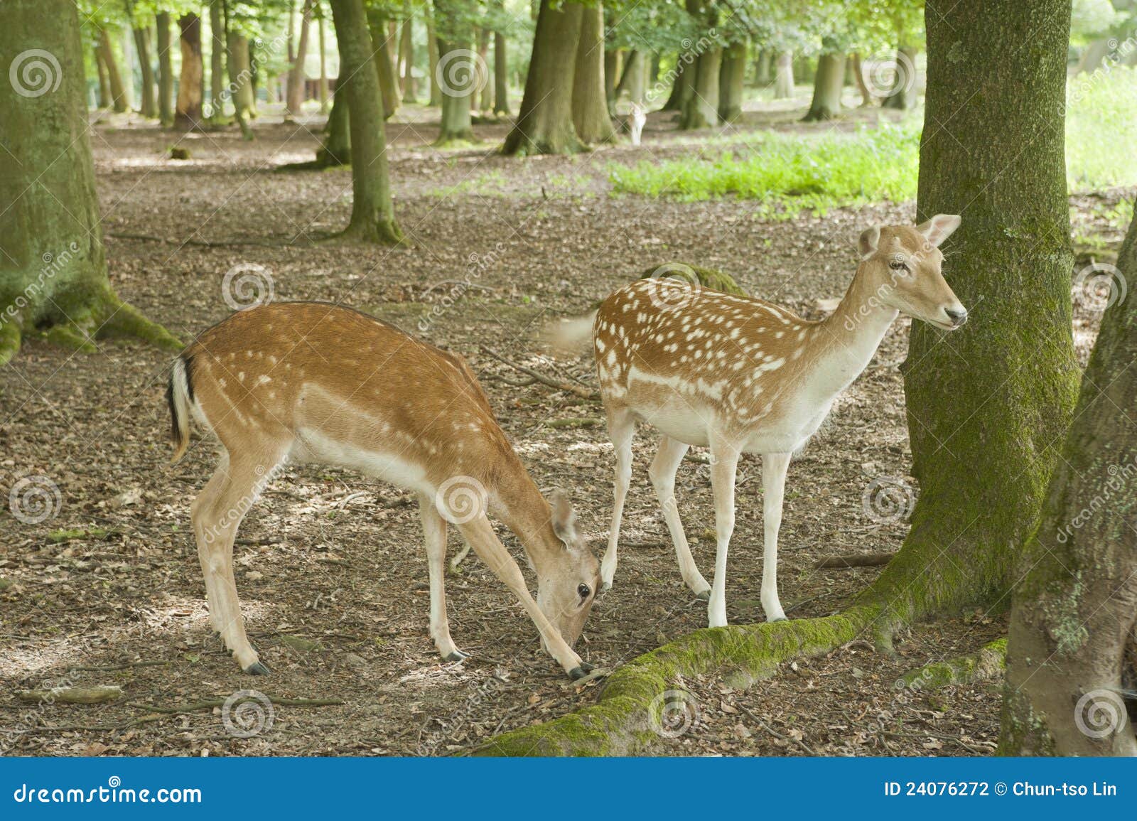 Fallow Deer in Black Forest, Germany Stock Photo - Image of europe ...