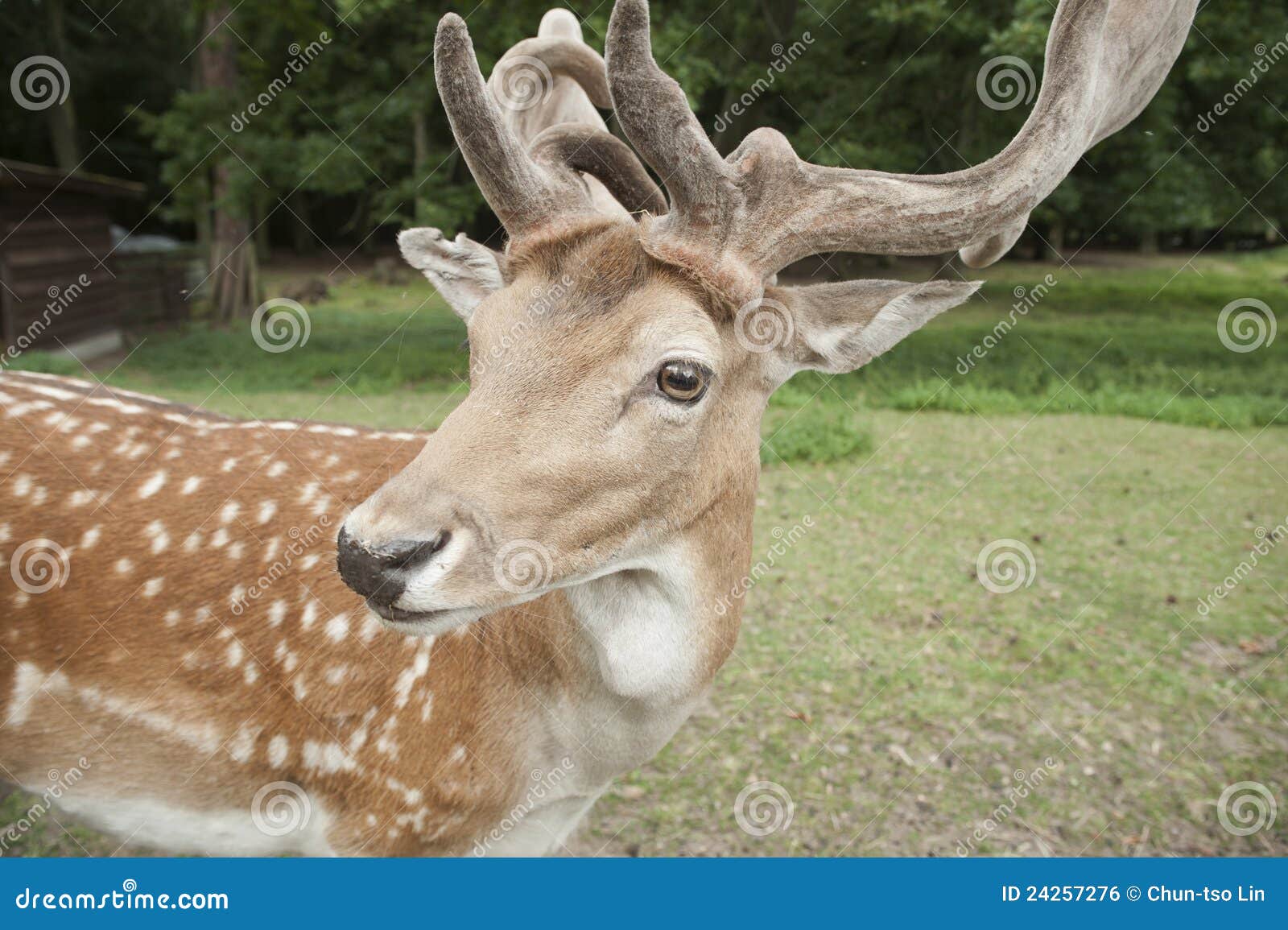 Fallow Deer in Black Forest, Germany Stock Photo - Image of grass ...
