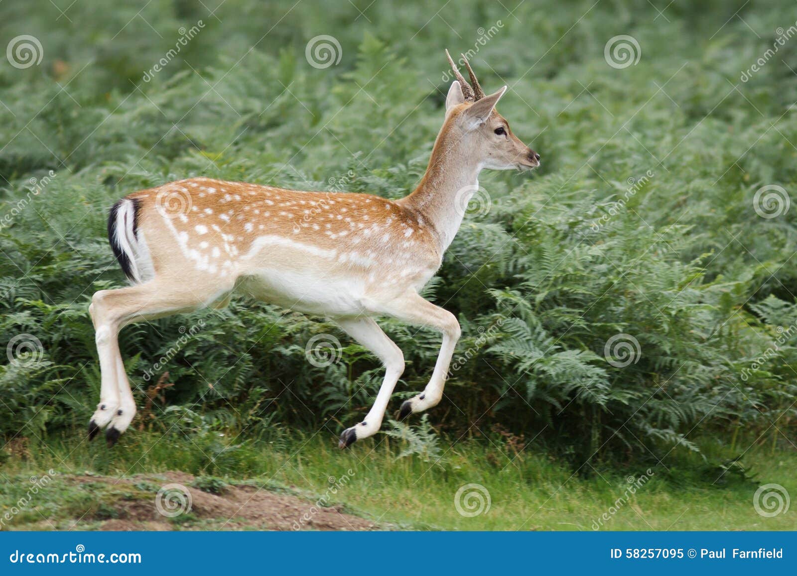 Fallow Deer stock image. Image of fallow, deer, antlers - 58257095