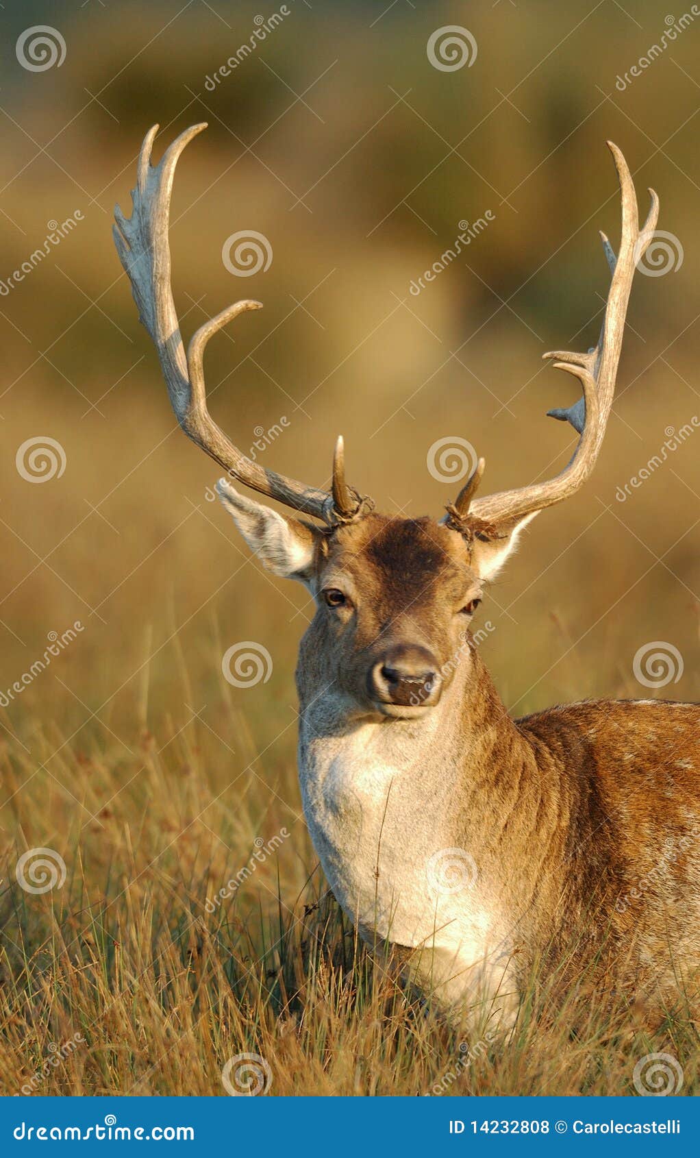 Fallow deer buck stock photo. Image of buck, fallow, antler - 14232808
