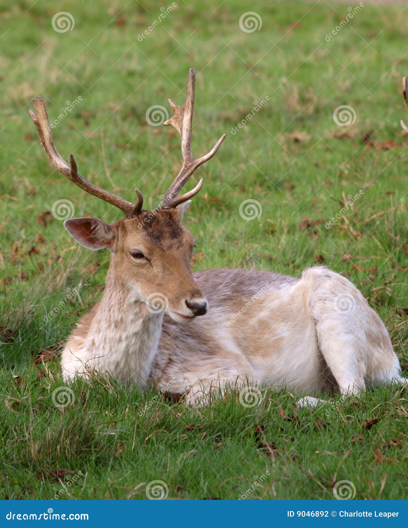 Fallow Deer Buck stock photo. Image of animal, antler - 9046892
