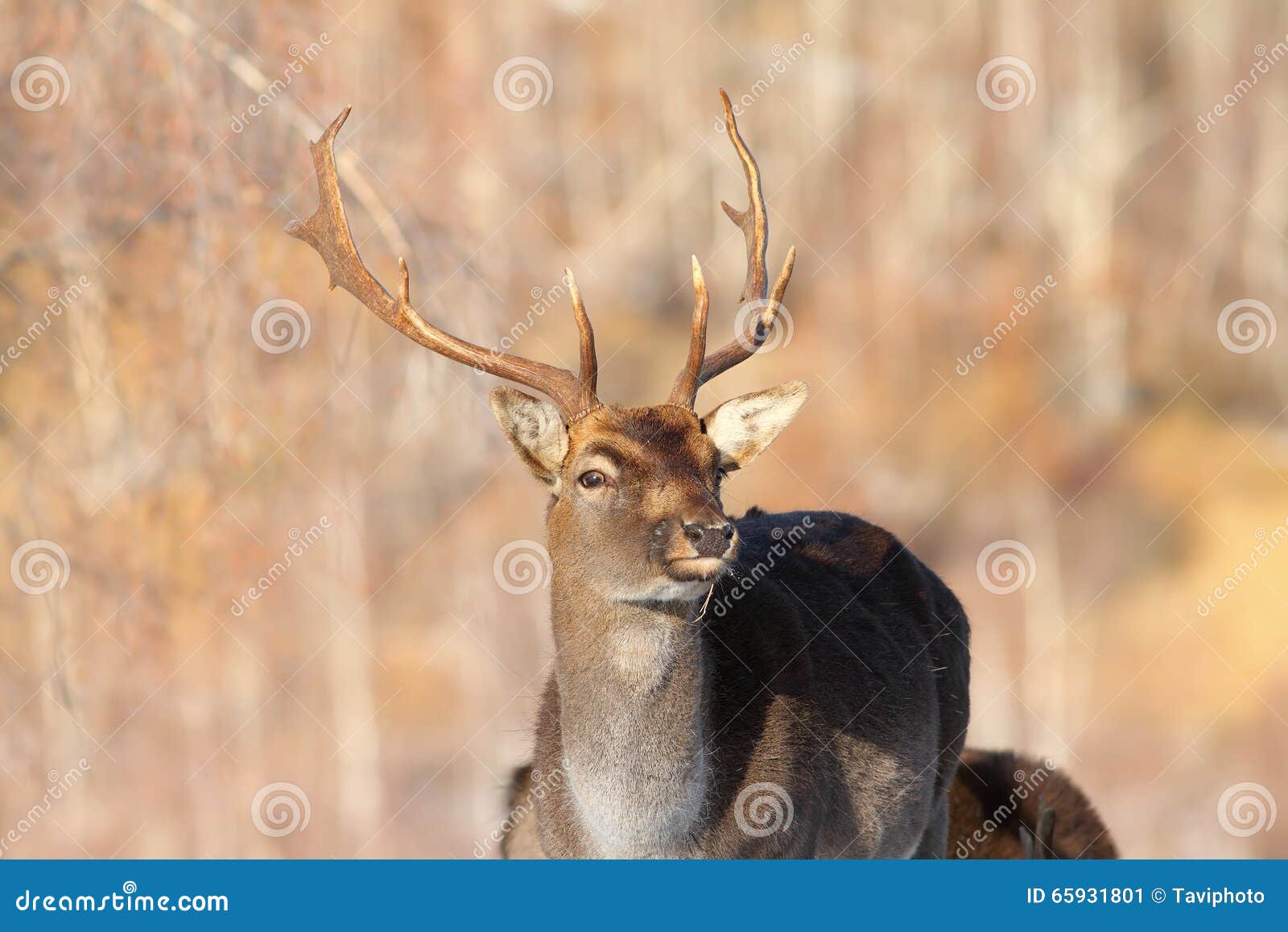 Fallow Deer Buck Coming To the Camera Stock Image - Image of majestic ...