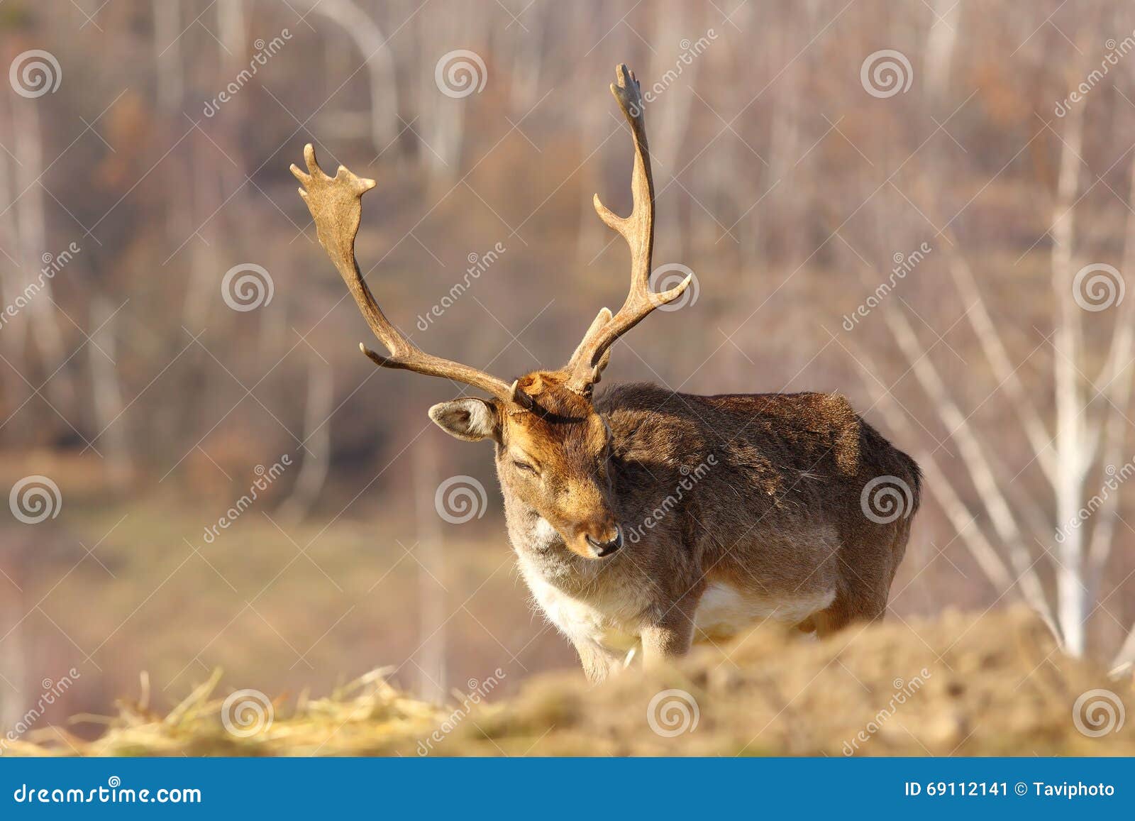 Fallow deer buck stock image. Image of countryside, looking - 69112141