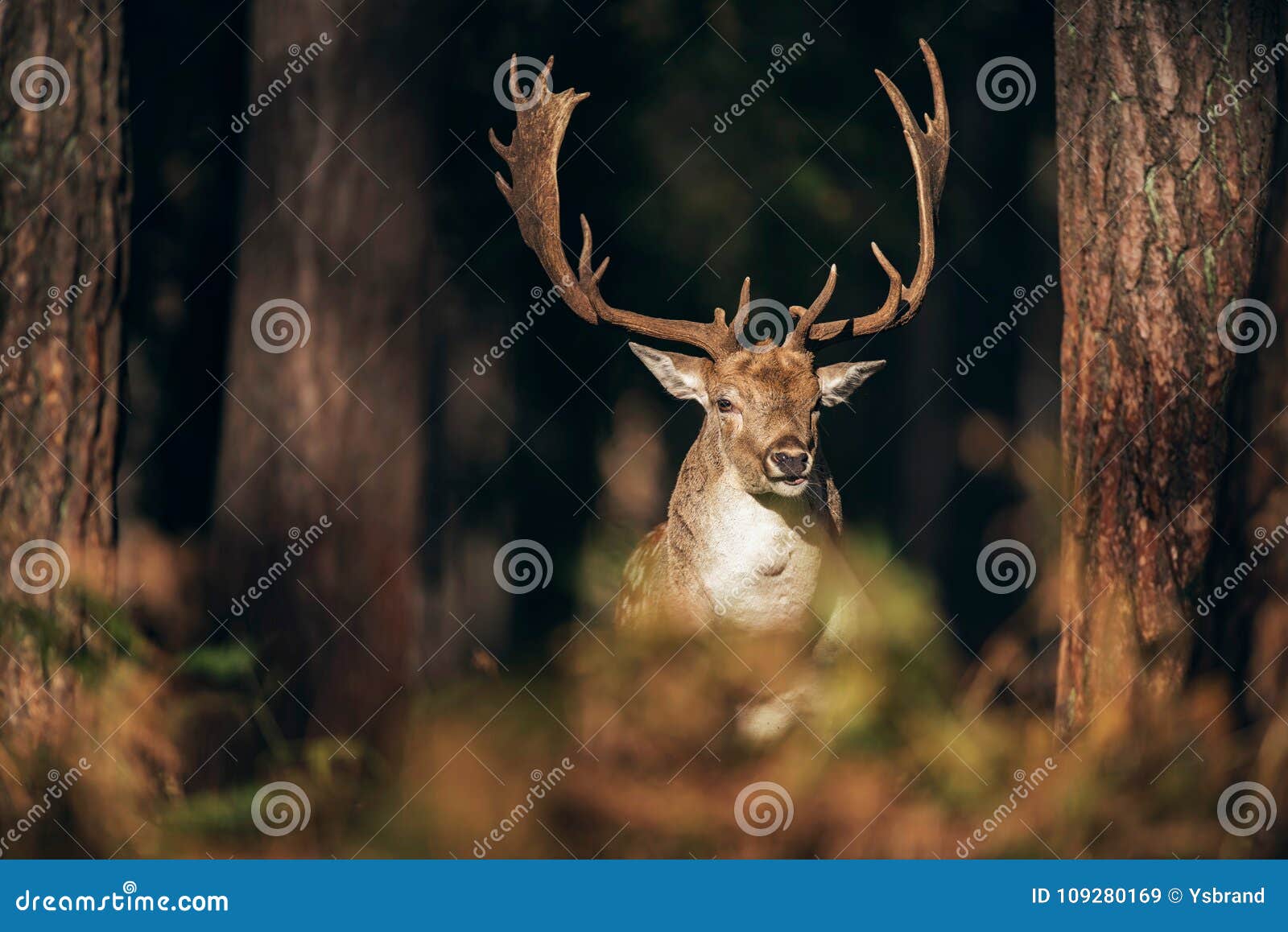 Fallow Deer Buck Dama Dama between Pine Trunks. Stock Image - Image of ...
