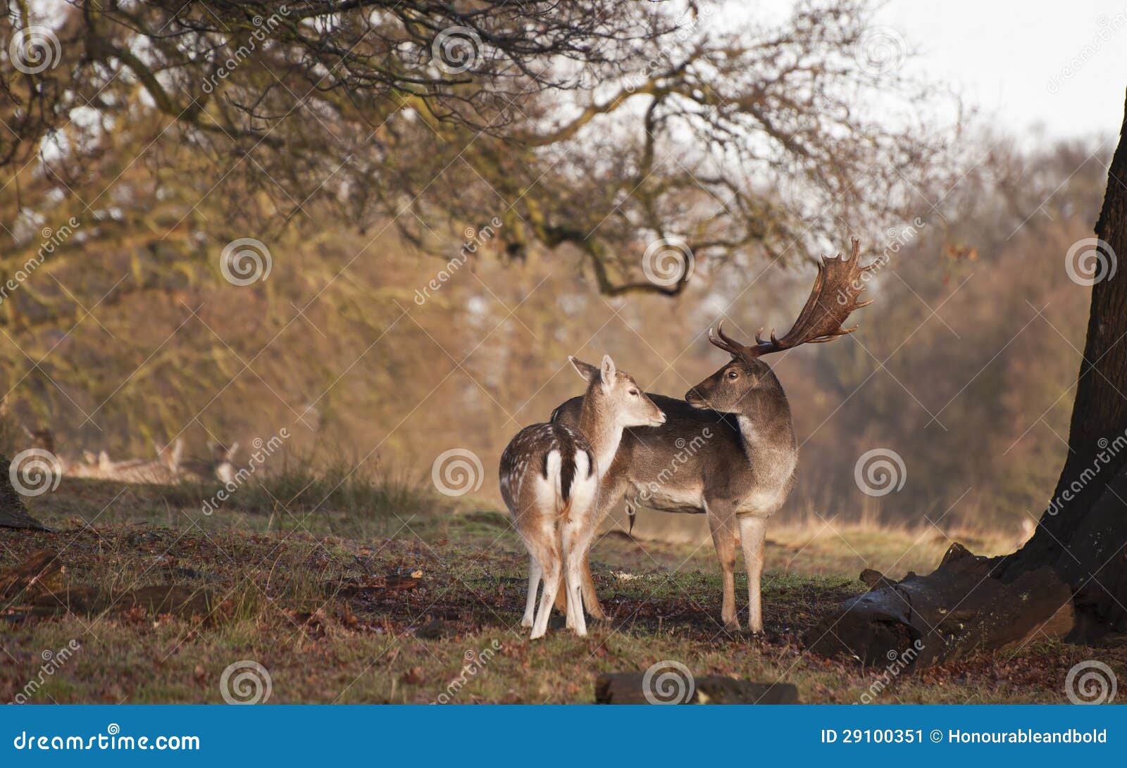 Fallow Deer Buck and Doe in Tender Moment in Forest Landscape Stock ...