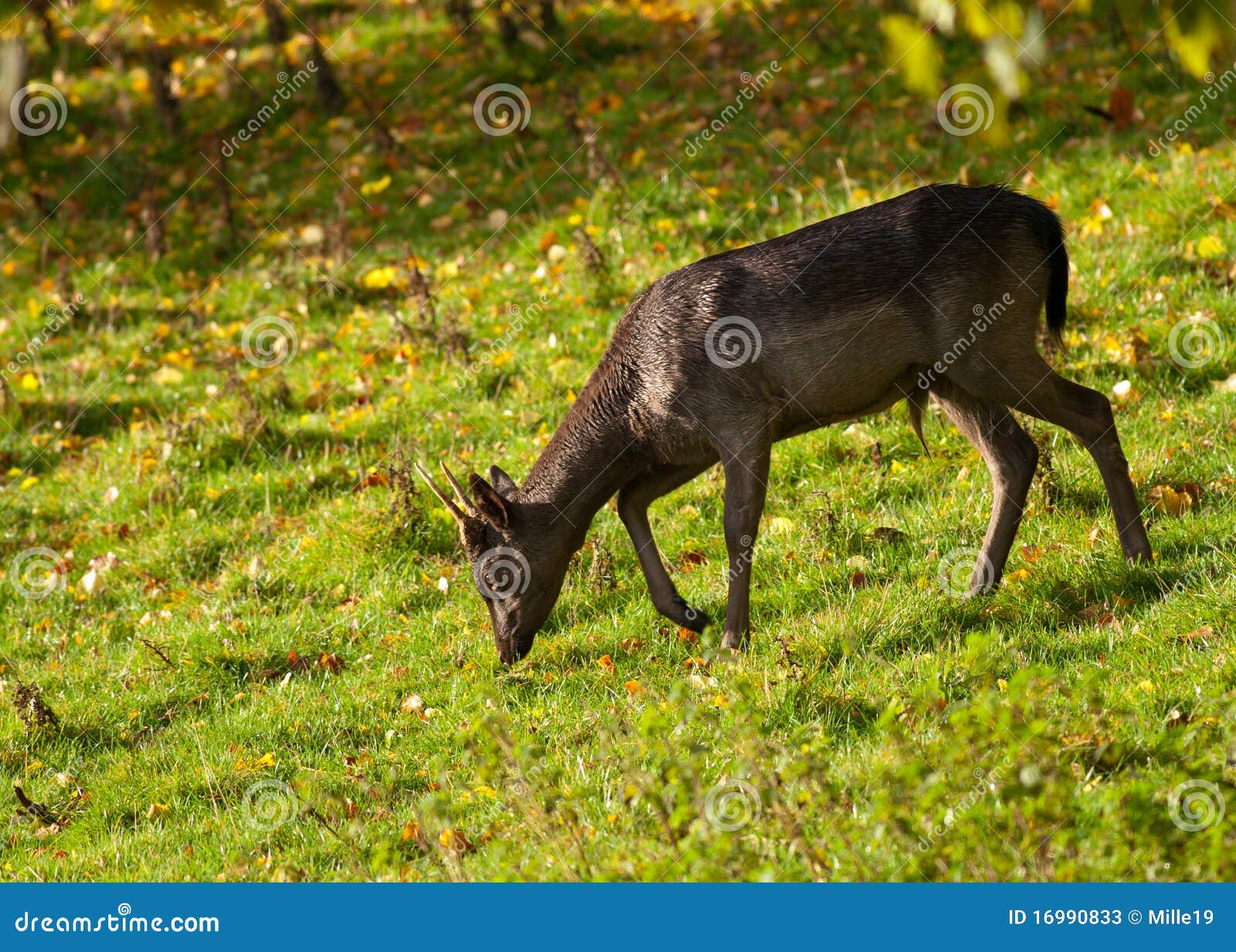 Fallow Deer buck grazing stock image. Image of levens - 16990833