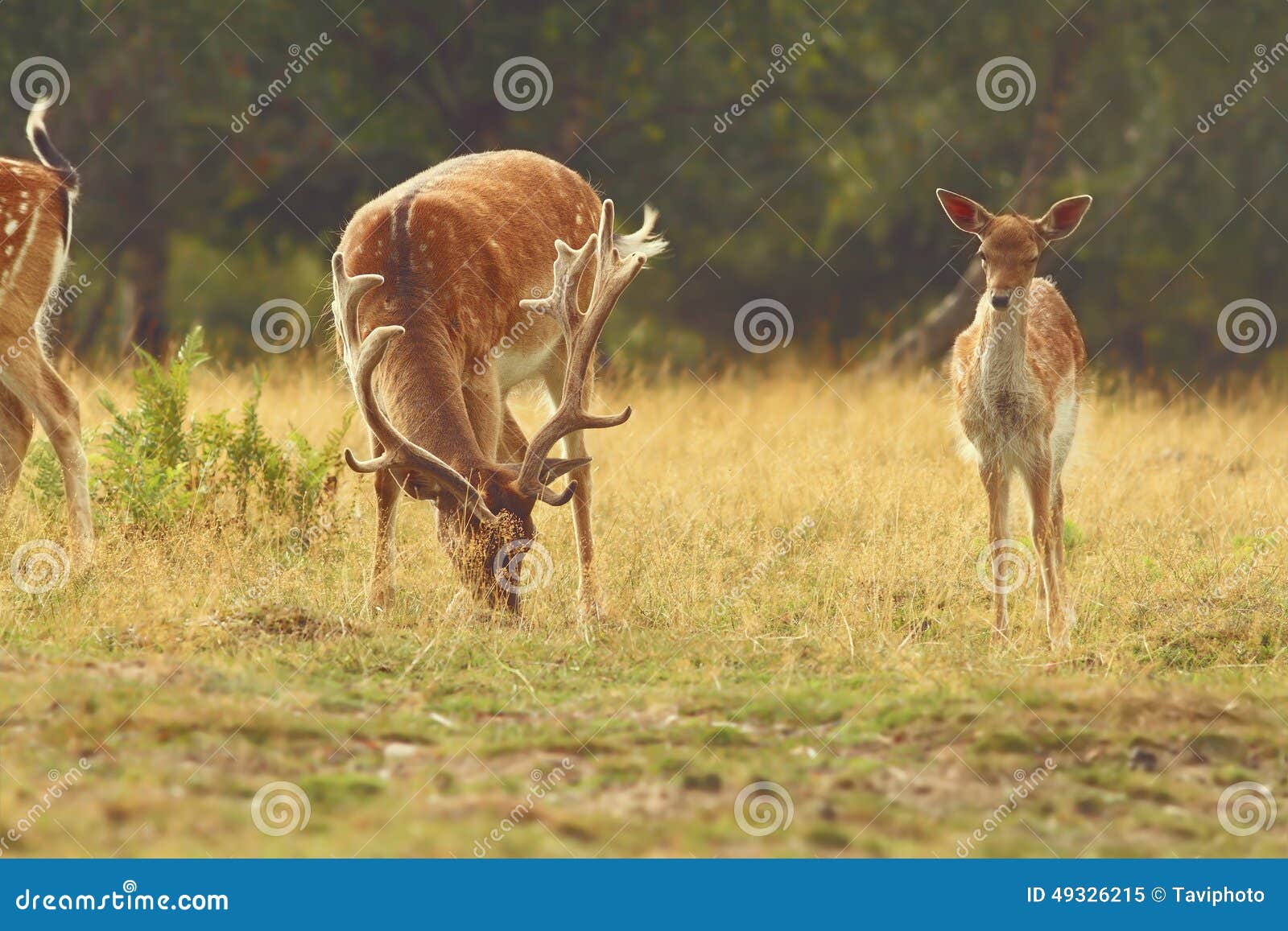 Fallow deer buck grazing stock image. Image of grass - 49326215