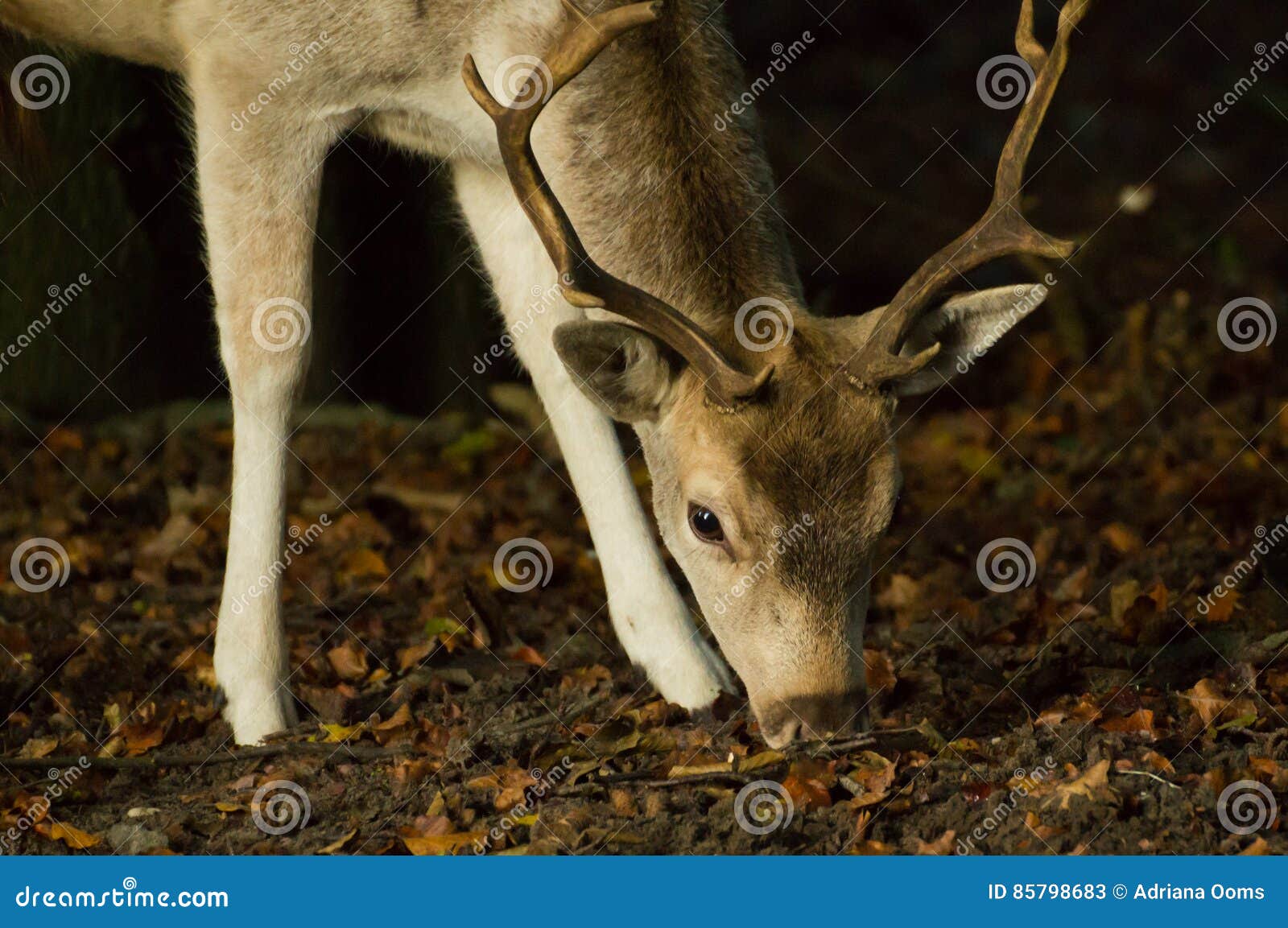 Fallow deer buck grazing stock image. Image of mammal - 85798683