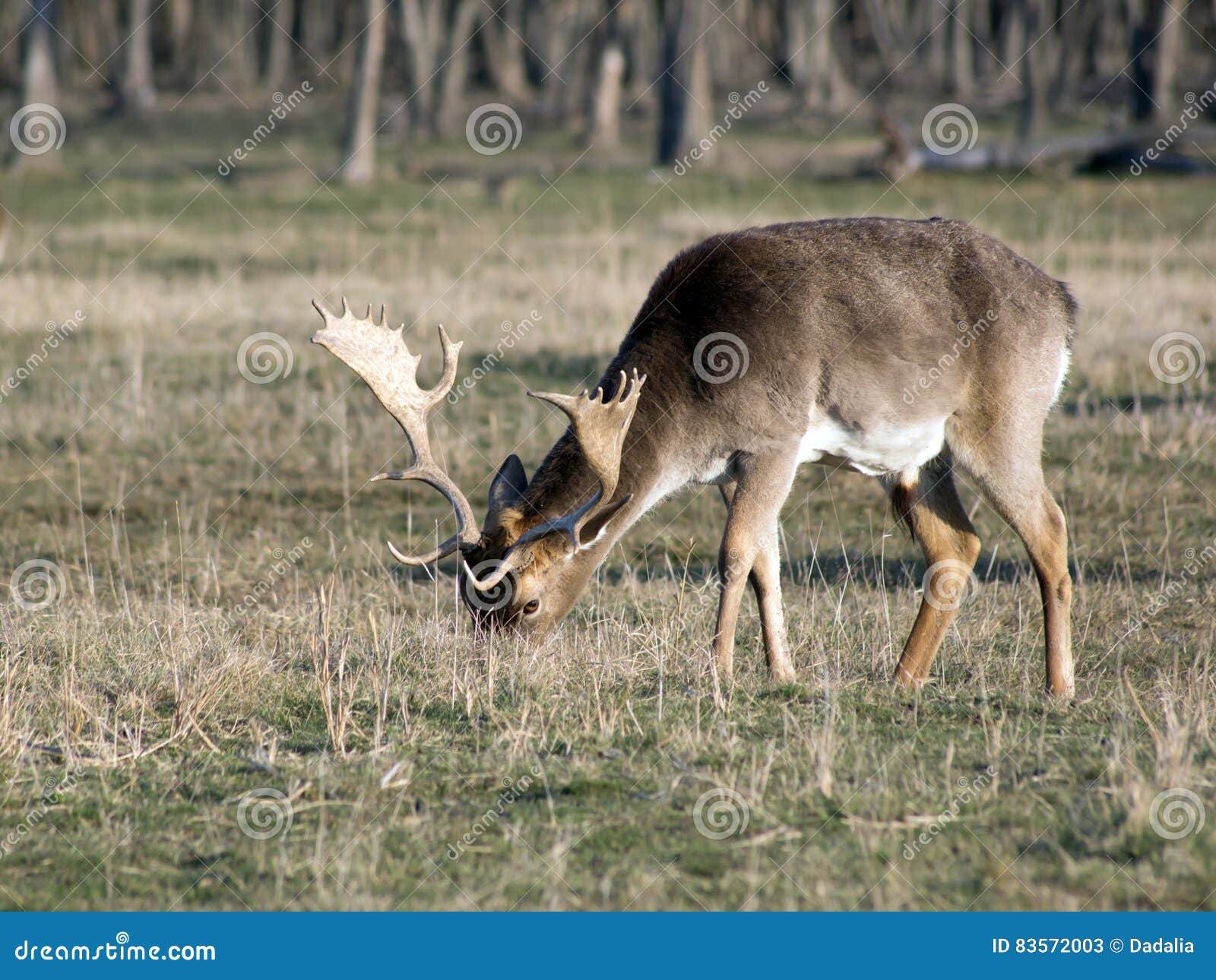 Fallow deer buck stock image. Image of deer, season, green - 83572003