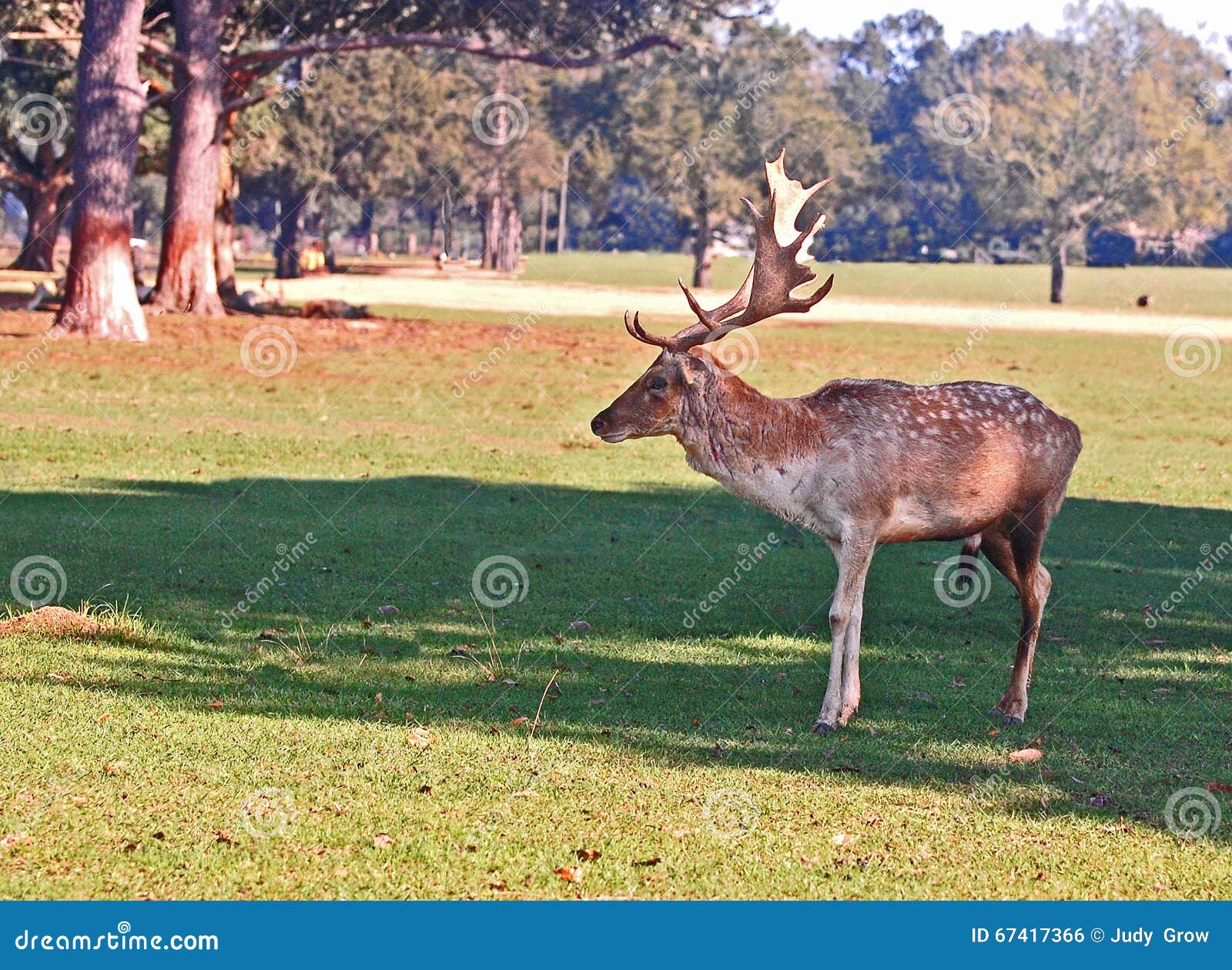 Fallow Deer Huge Rack Horns Stock Photos - Free & Royalty-Free Stock ...