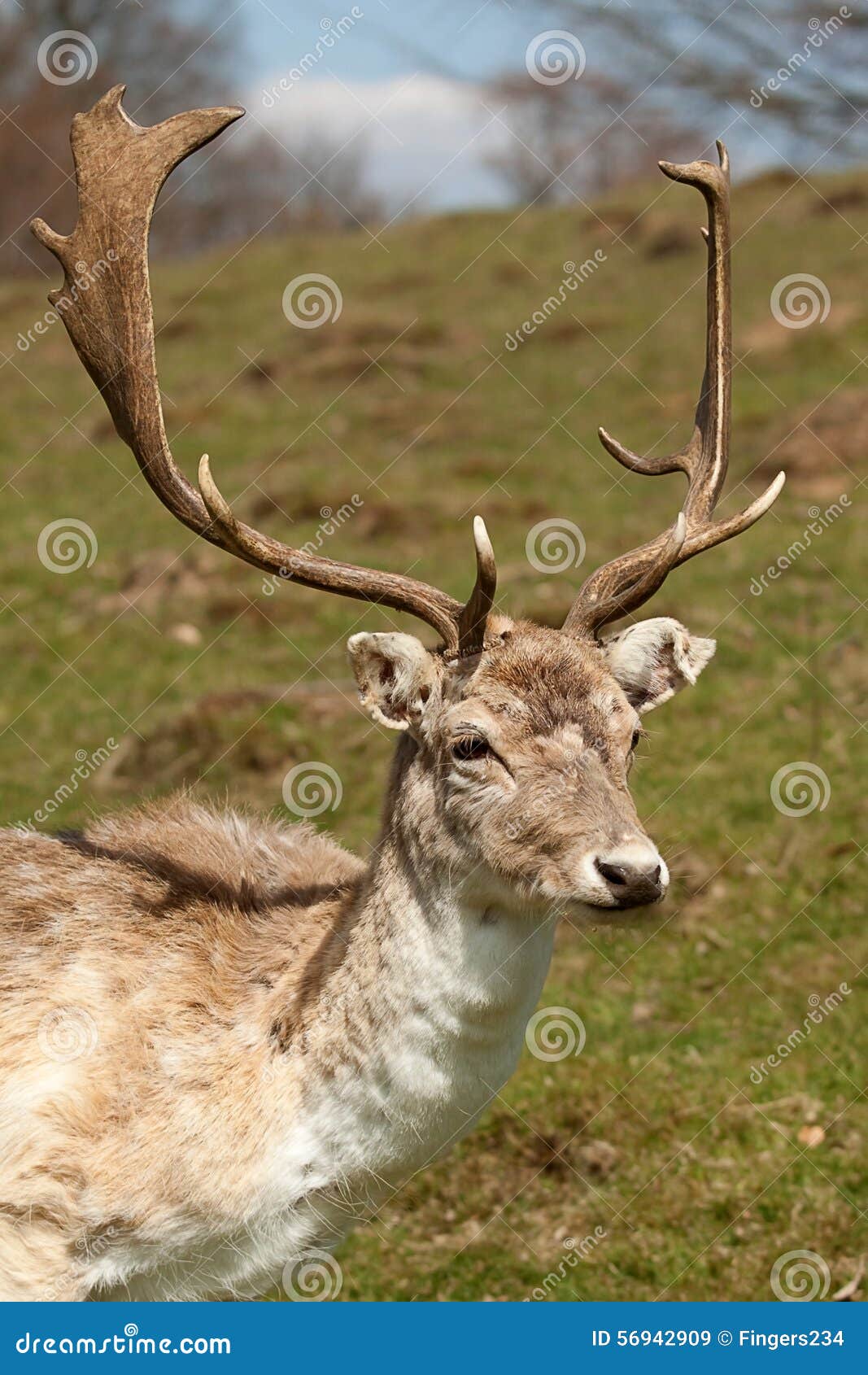 Fallow deer buck stock image. Image of deer, wildlife - 56942909