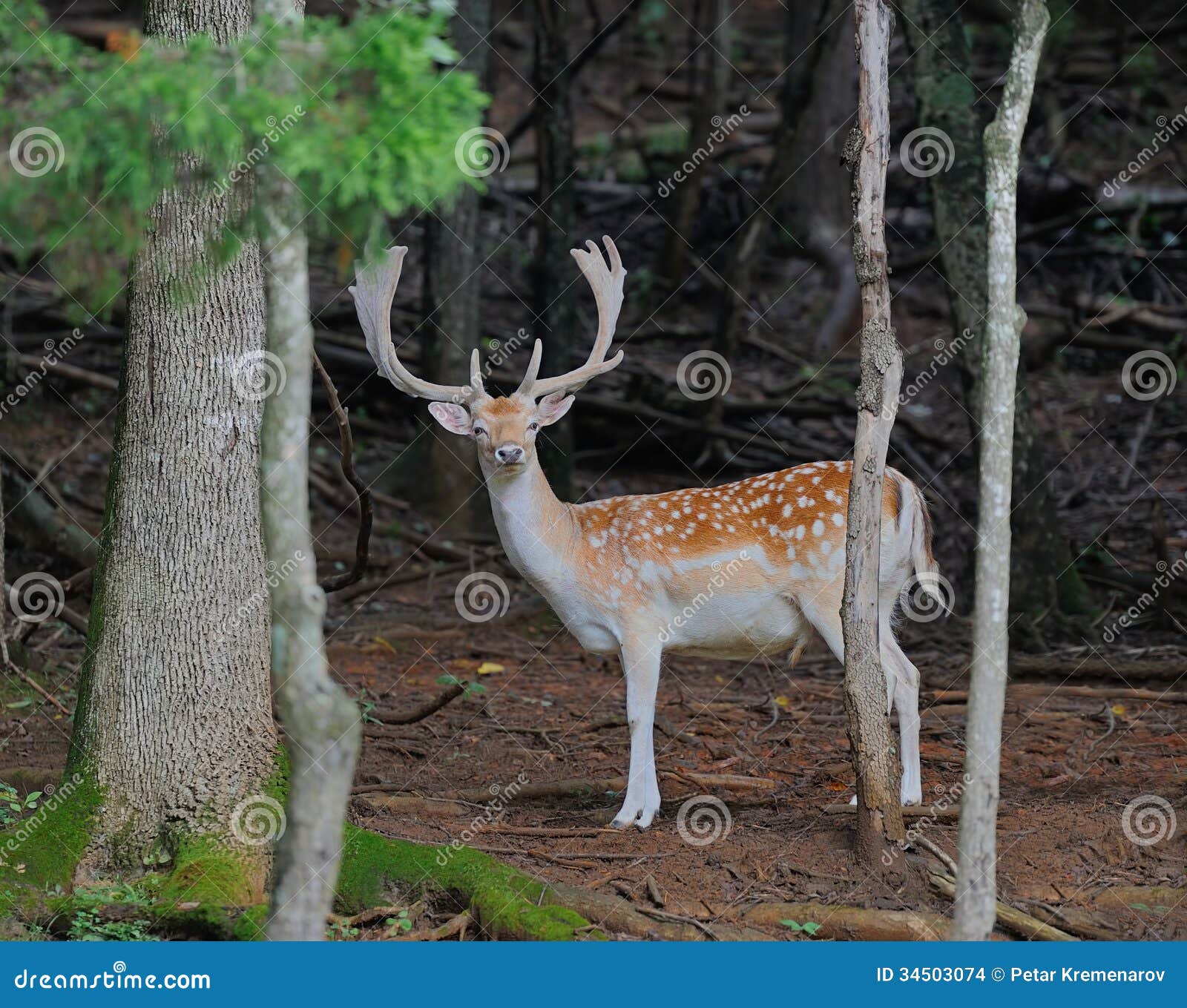 Fallow Deer stock photo. Image of american, orange, buck - 34503074