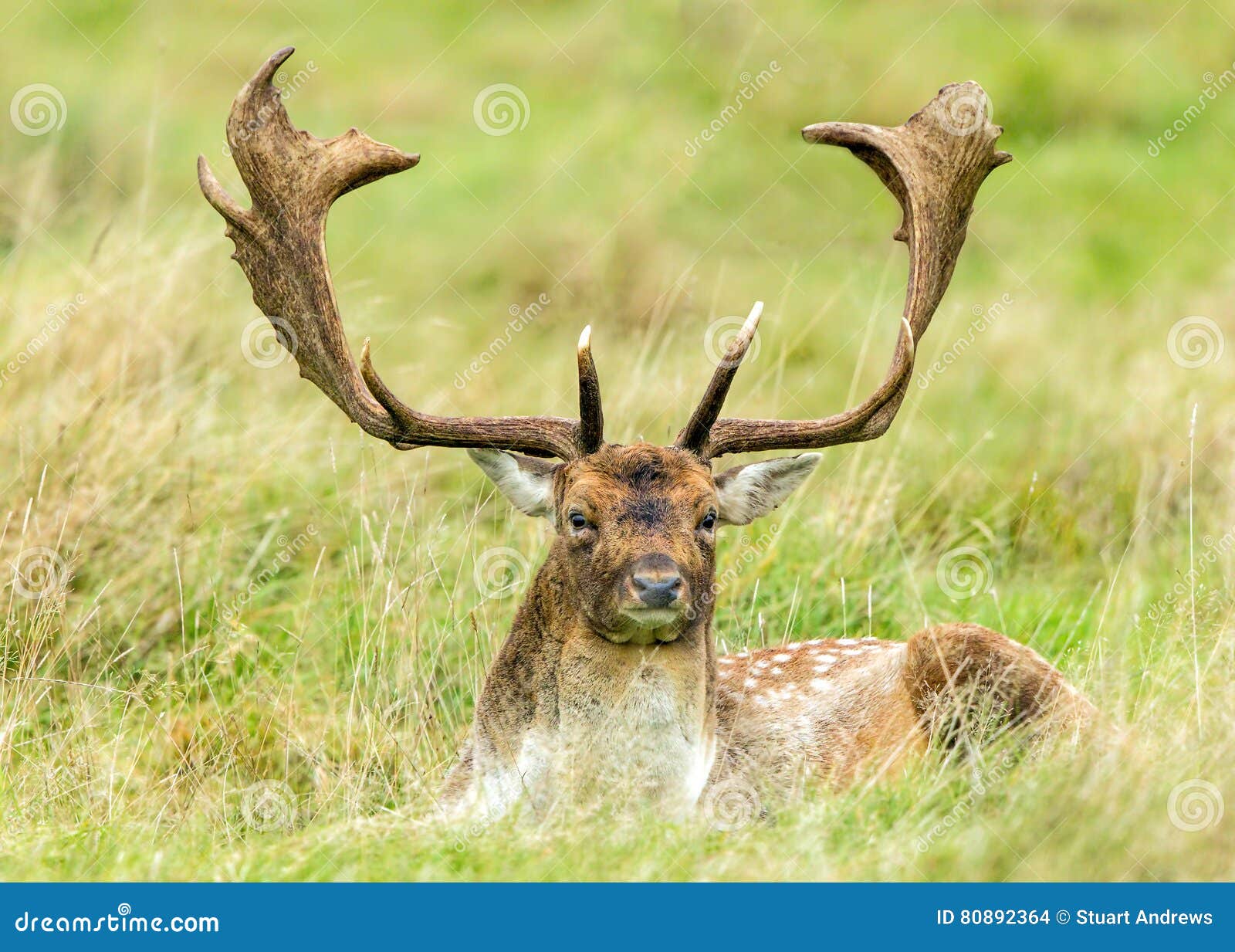 Fallow Deer Buck at rest. stock photo. Image of dama - 80892364