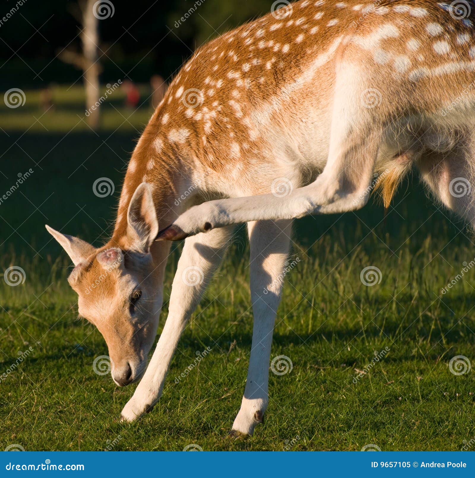 Fallow Deer Buck Scratching Stock Image - Image of animal, wildlife ...