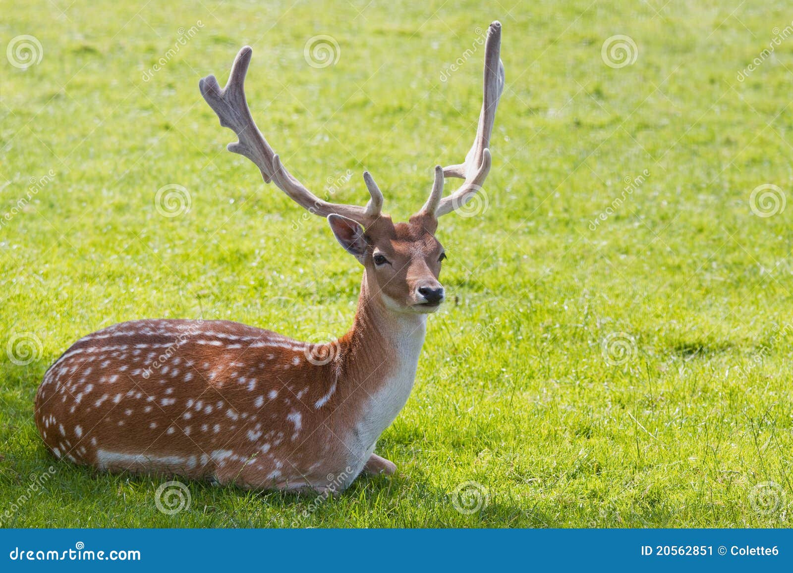 Fallow deer buck in summer stock image. Image of buck - 20562851