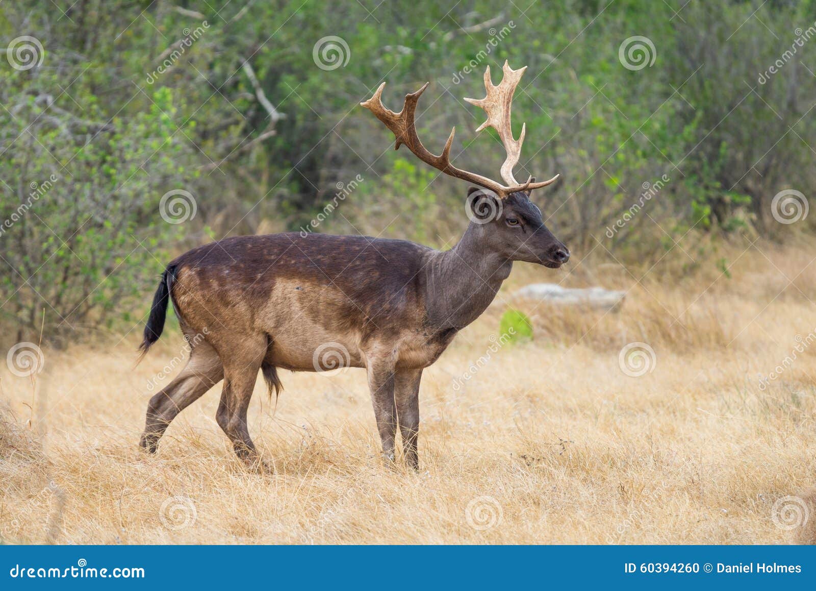 Fallow Deer Buck stock photo. Image of groups, grass - 60394260