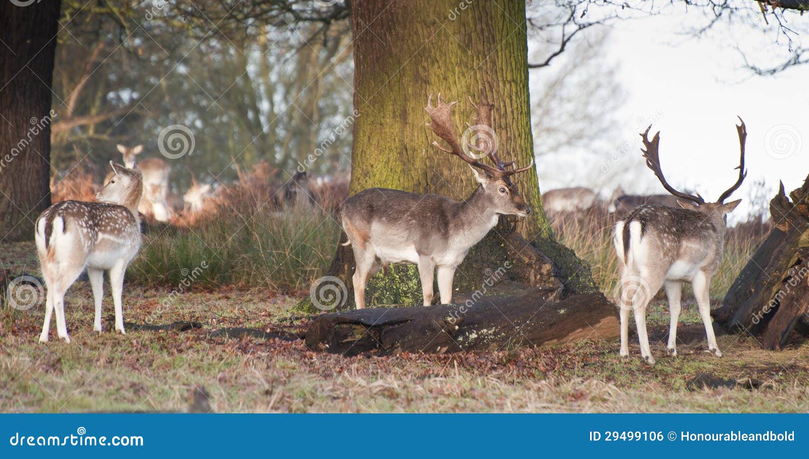 Fallow Deer Bucks in Forest Landscape Stock Photo - Image of flora ...