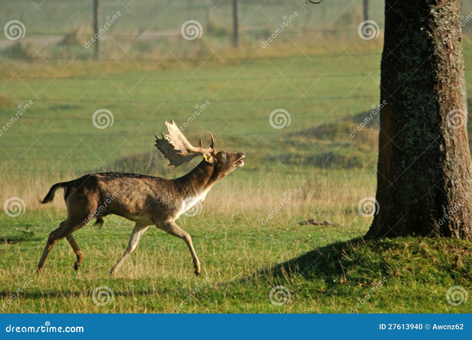 Fallow deer bugling stock photo. Image of running, coast - 27613940