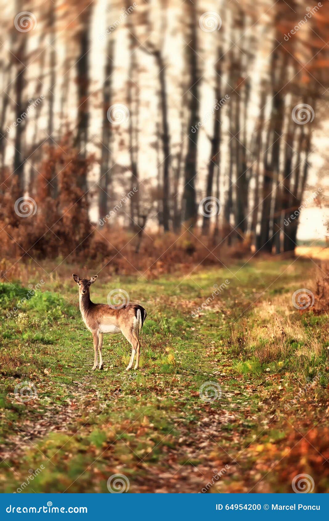 Fallow Deer Calf ( Dama ) Walking Alone in a Forrest at Dawn Stock ...