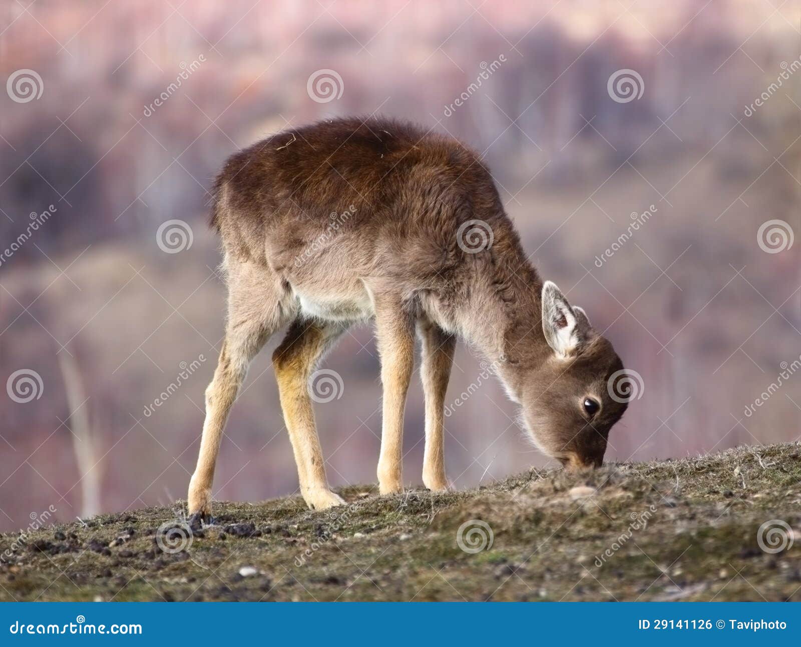 Fallow deer calf grazing stock photo. Image of fallow - 29141126