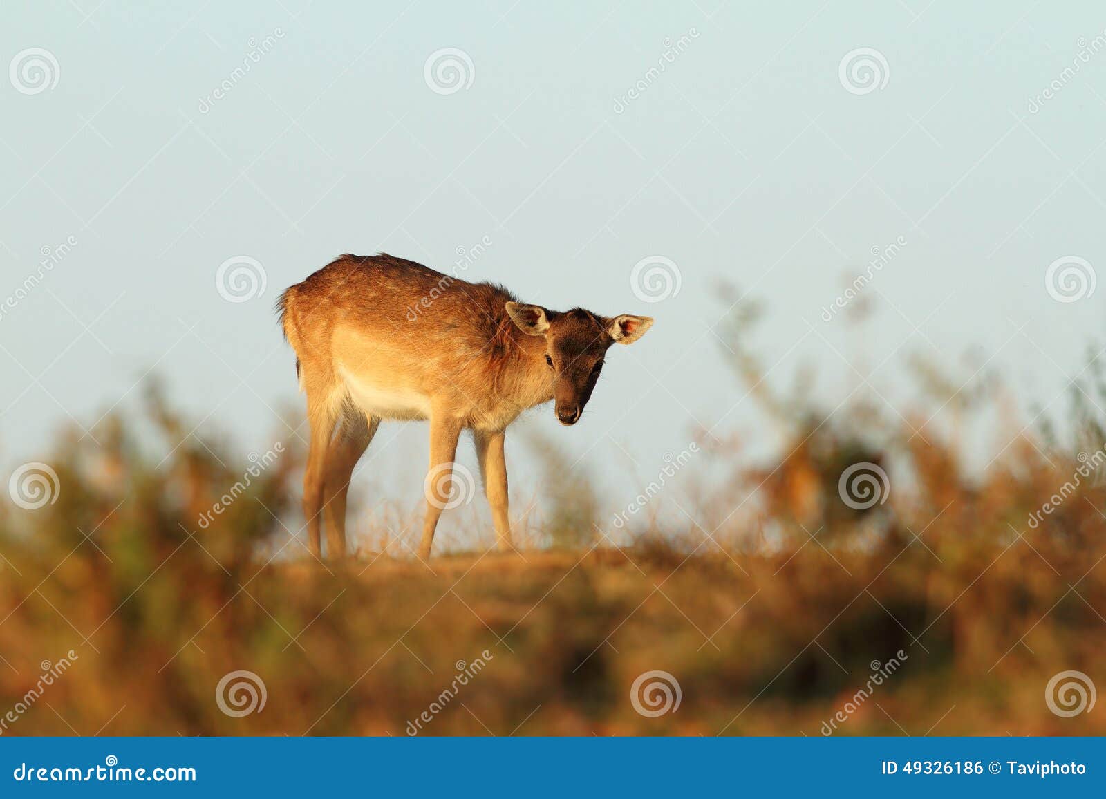 Fallow Deer Calf on a Meadow Stock Photo - Image of grass, hunting ...