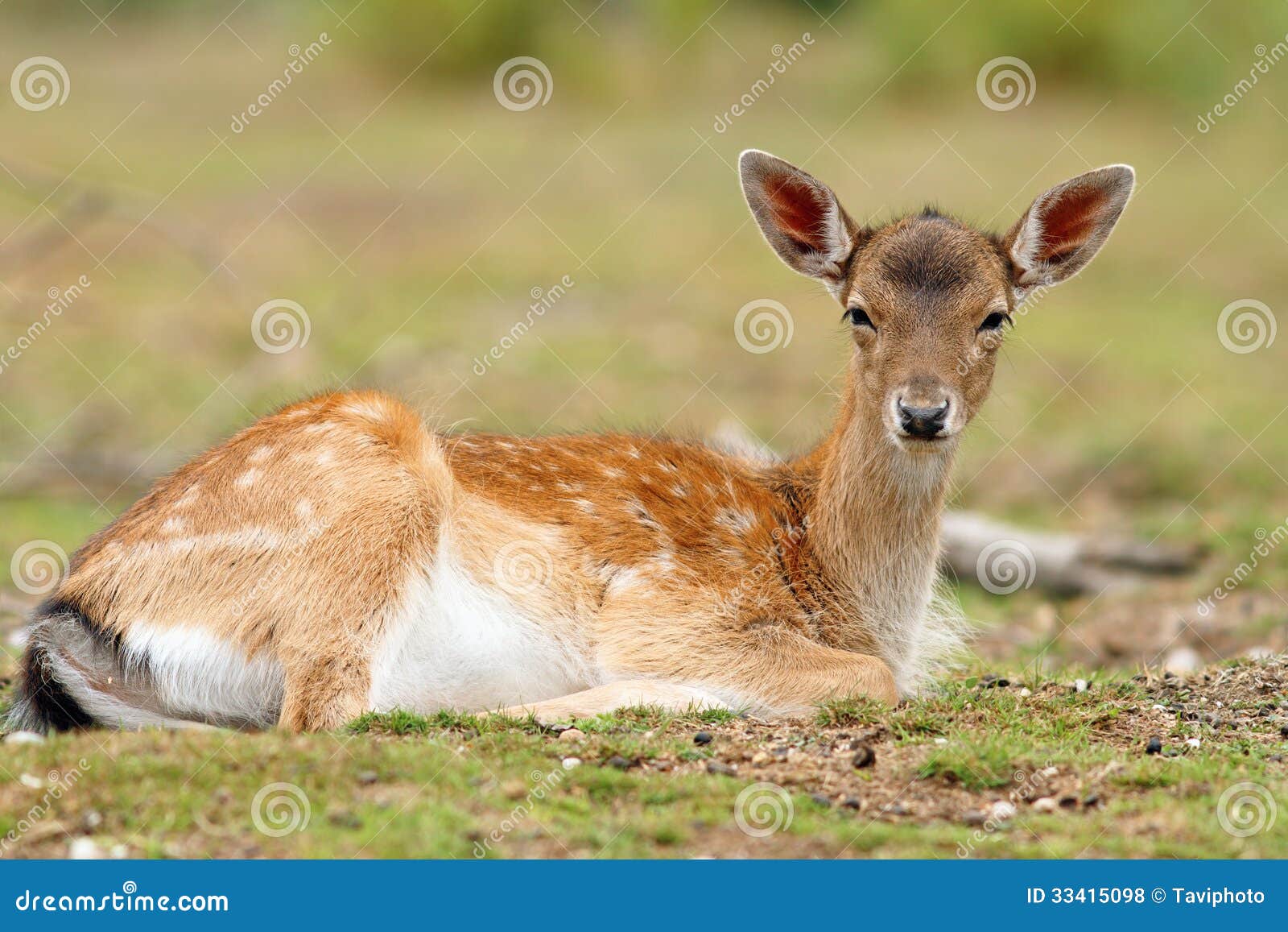 Fallow deer calf relaxing stock photo. Image of countryside - 33415098