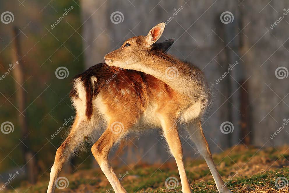 Fallow Deer Calf Scratching Stock Photo - Image of countryside, fauna ...