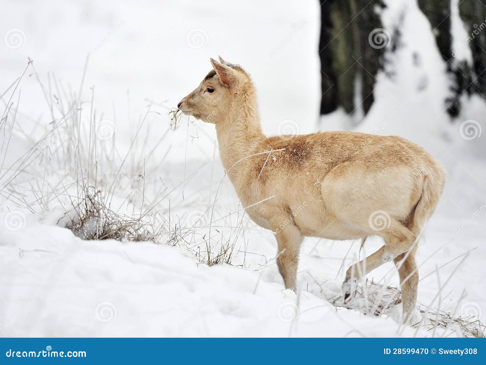Fallow deer calf in winter stock photo. Image of view - 28599470