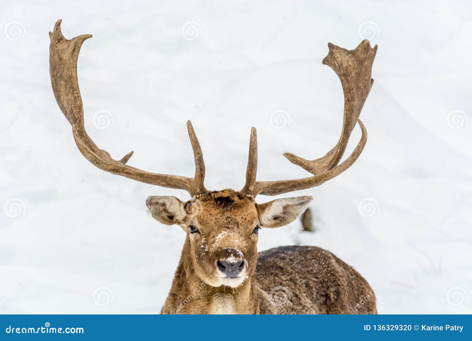 Fallow Deer Close Up Portrait- Face View Stock Photo - Image of animal ...
