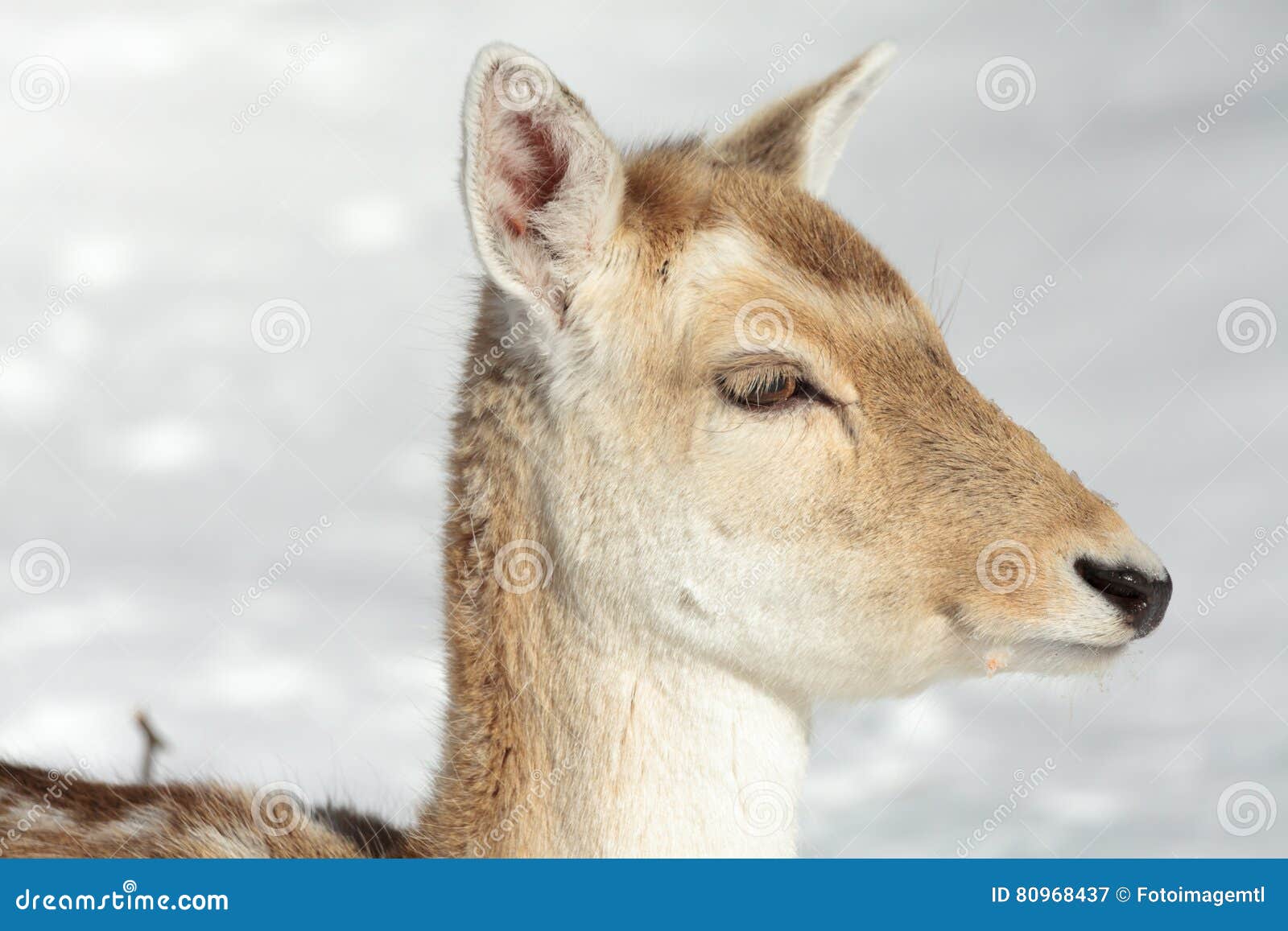 Fallow deer stock image. Image of nature, winter, snow - 80968437
