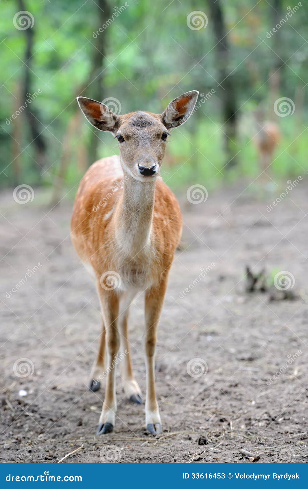 Fallow deer stock image. Image of green, hind, face, beauty - 33616453
