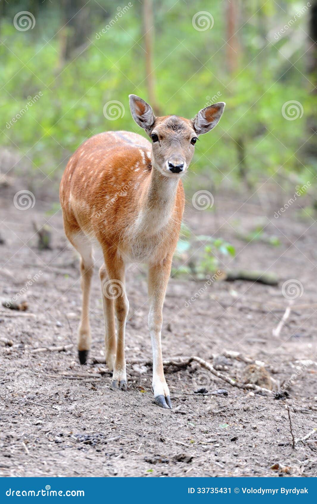 Fallow deer stock image. Image of green, ears, brown - 33735431
