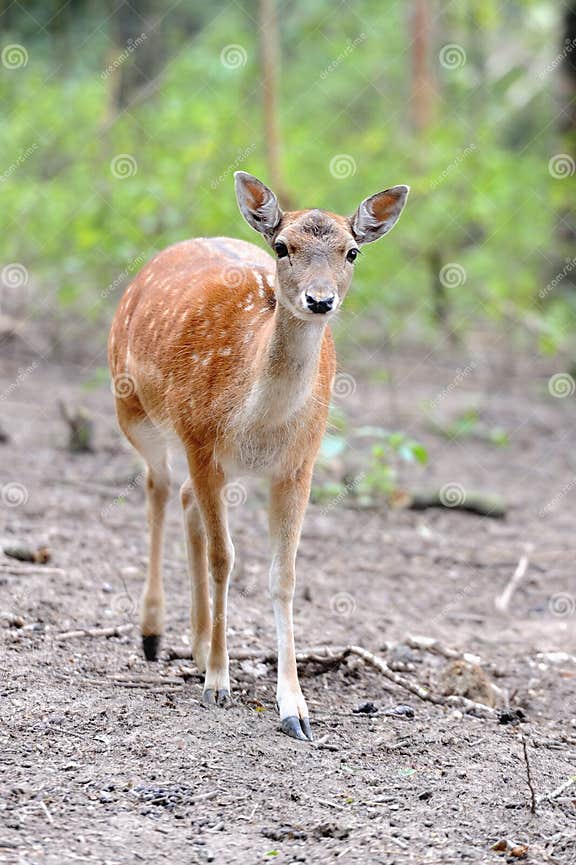 Fallow deer stock image. Image of green, ears, brown - 33735431