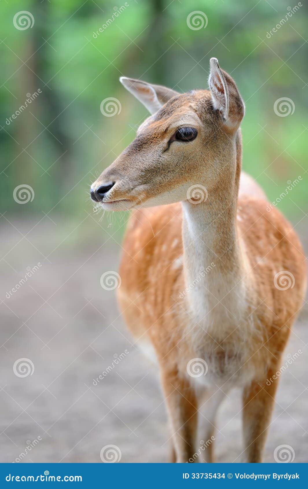 Fallow deer stock photo. Image of face, brown, countryside - 33735434