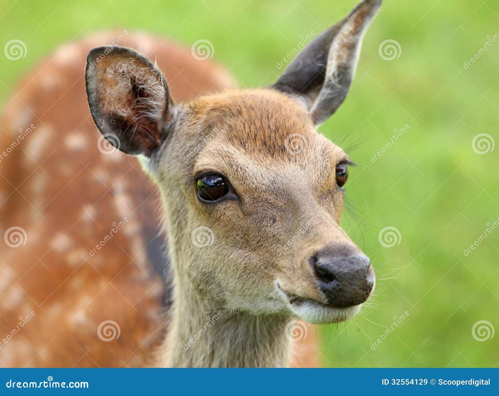 Fallow Deer stock image. Image of eyes, young, dama, nature - 32554129
