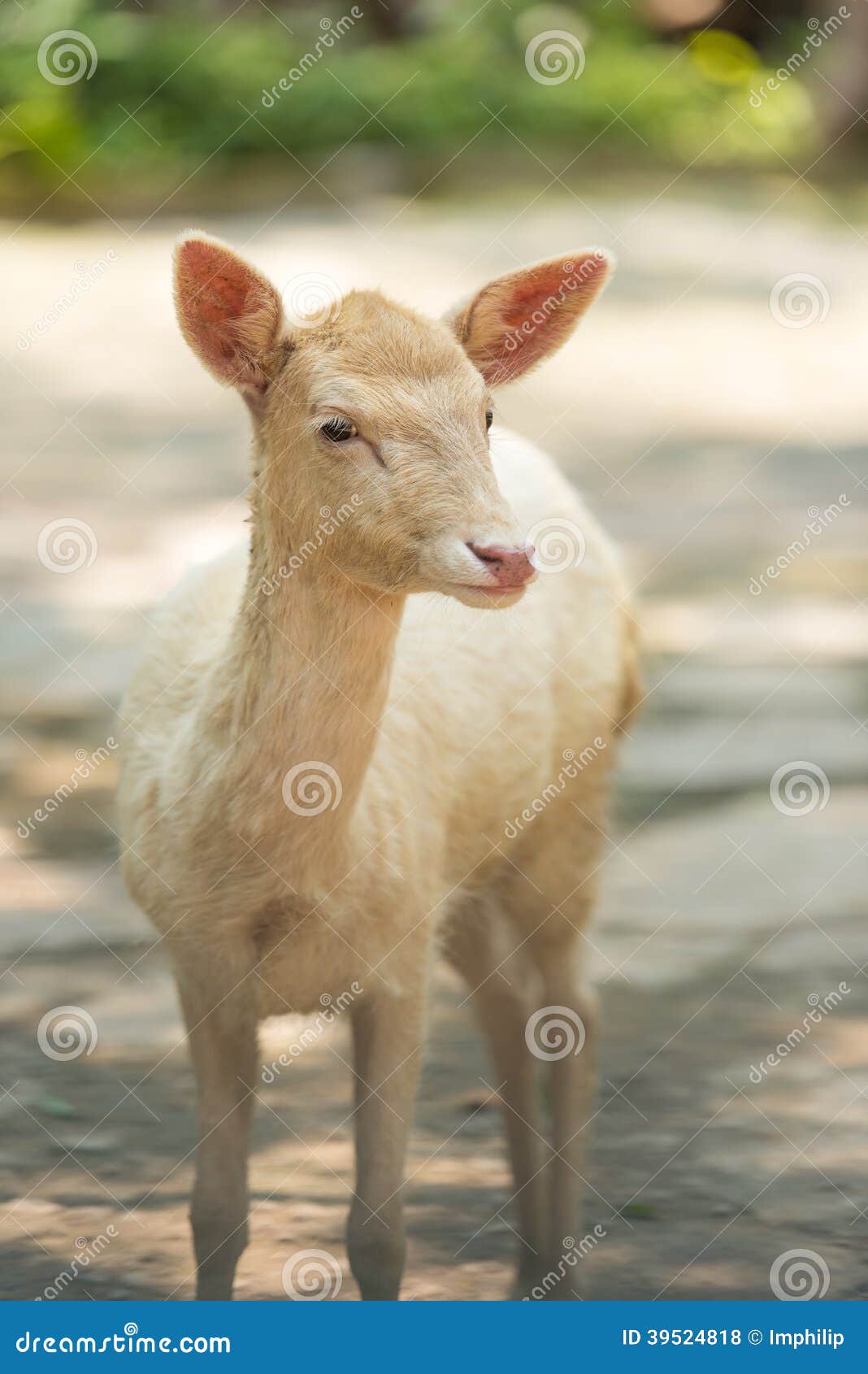 Fallow deer stock photo. Image of face, fawn, deer, cervidae - 39524818