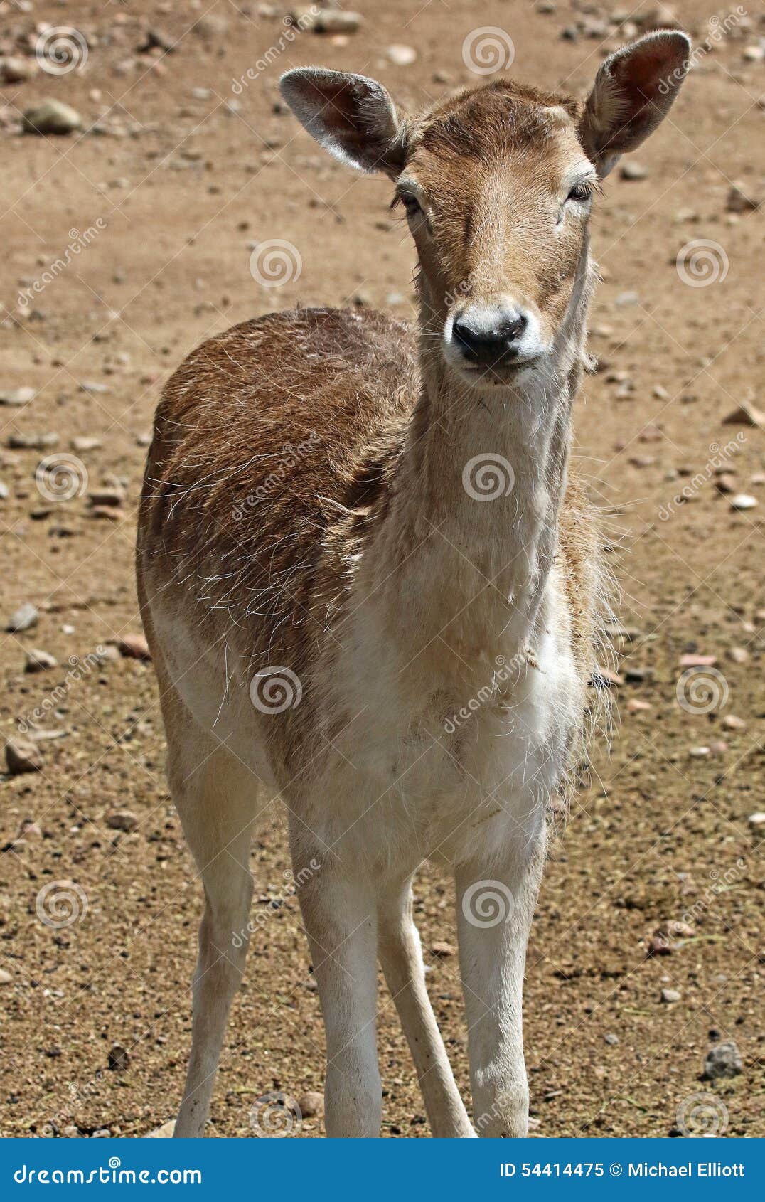Fallow Deer stock image. Image of ruminant, asia, ruminate - 54414475