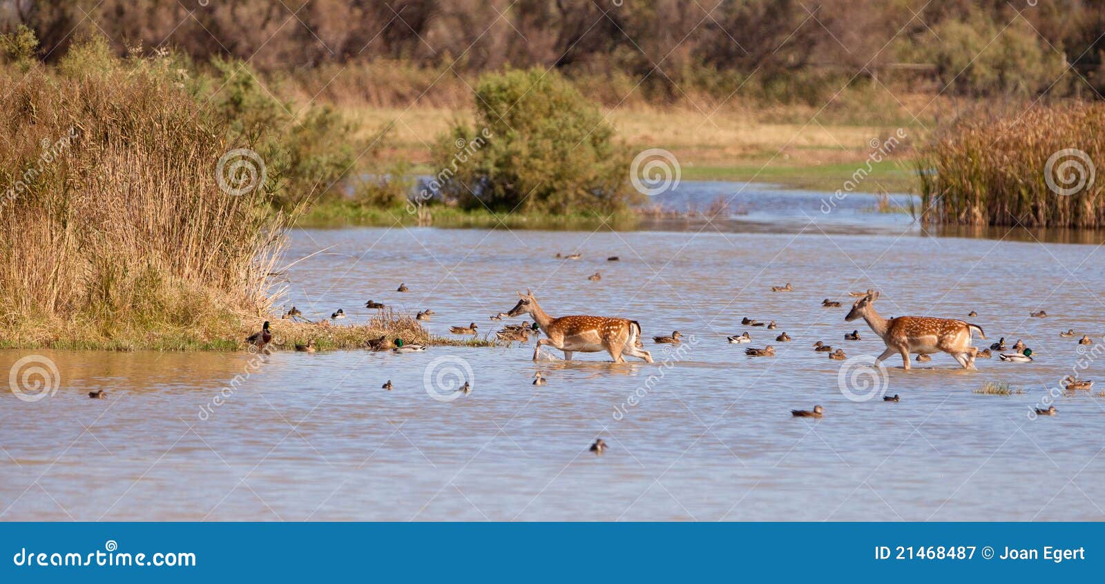 Fallow Deer Crossing the Lagoon among Ducks Stock Image - Image of ...