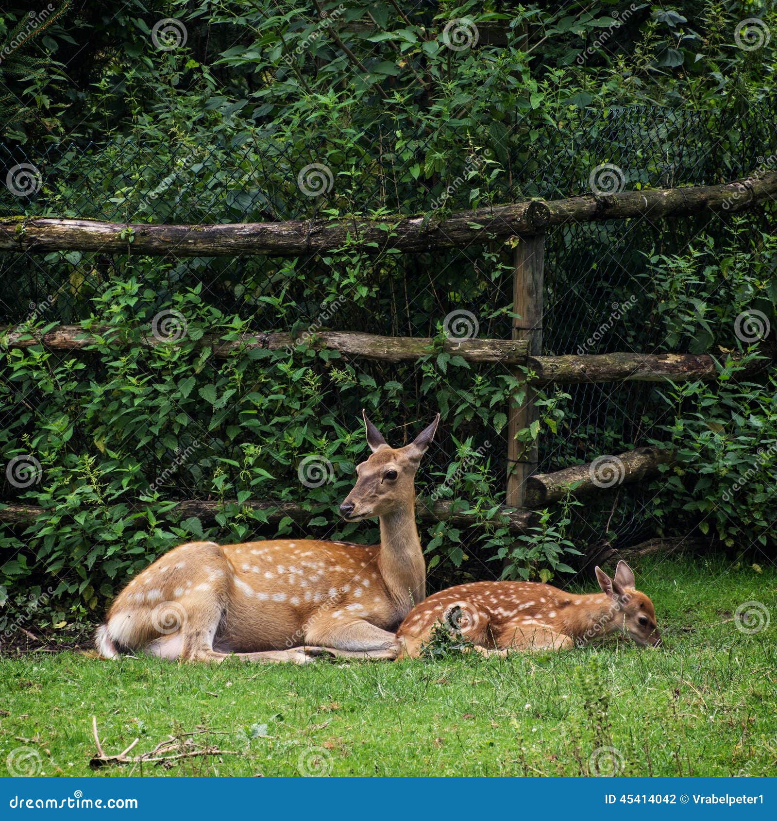 The Fallow Deer - Cub with Mother Stock Photo - Image of animal ...