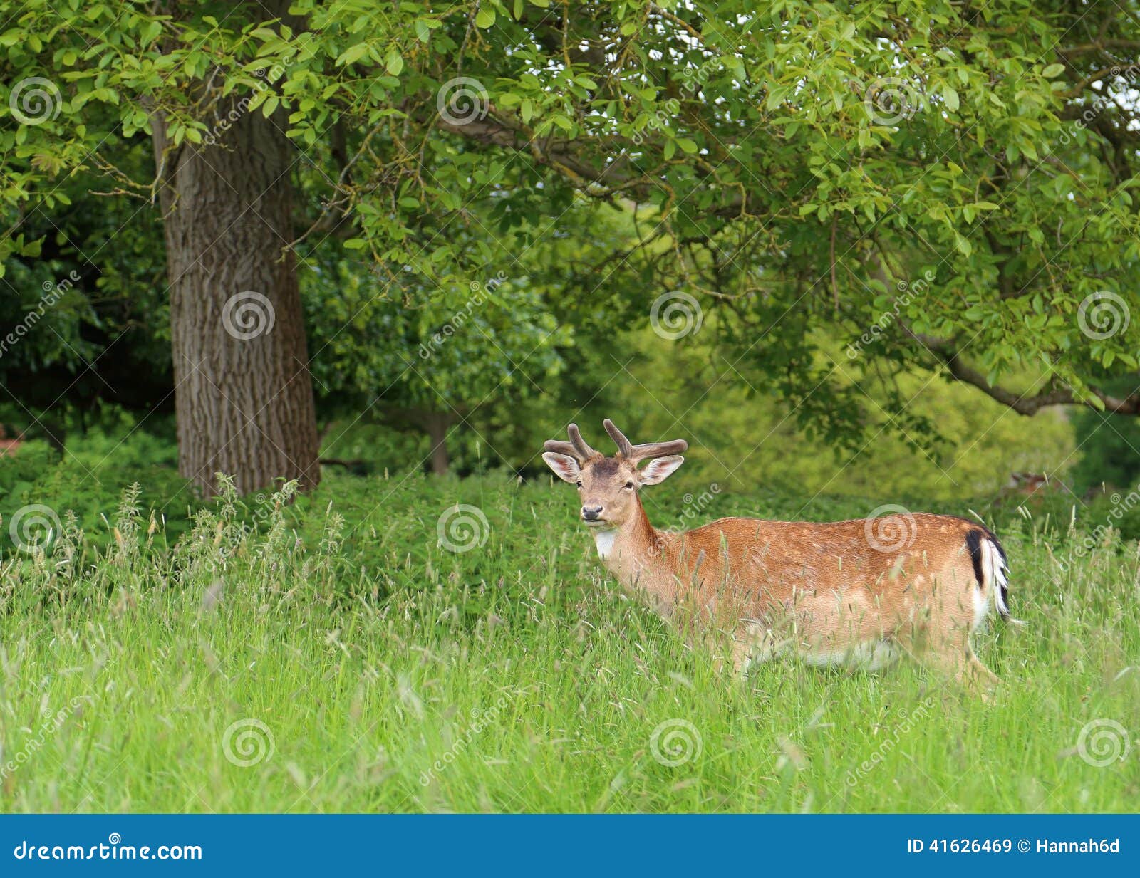 Fallow Deer Under Tree Cover Stock Image - Image of mammal, deer: 41626469