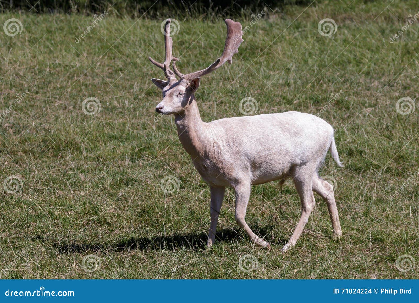 Fallow Deer (Dama dama) stock photo. Image of herbivorous - 71024224